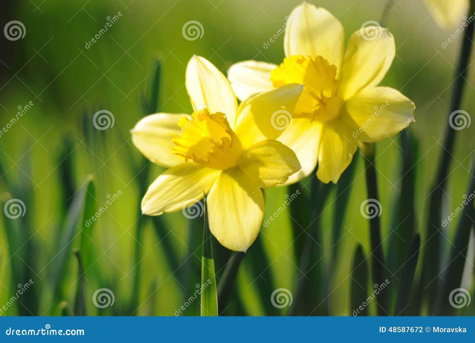 Yellow Daffodils in Spring Sunshine Stock Photo - Image of growth ...