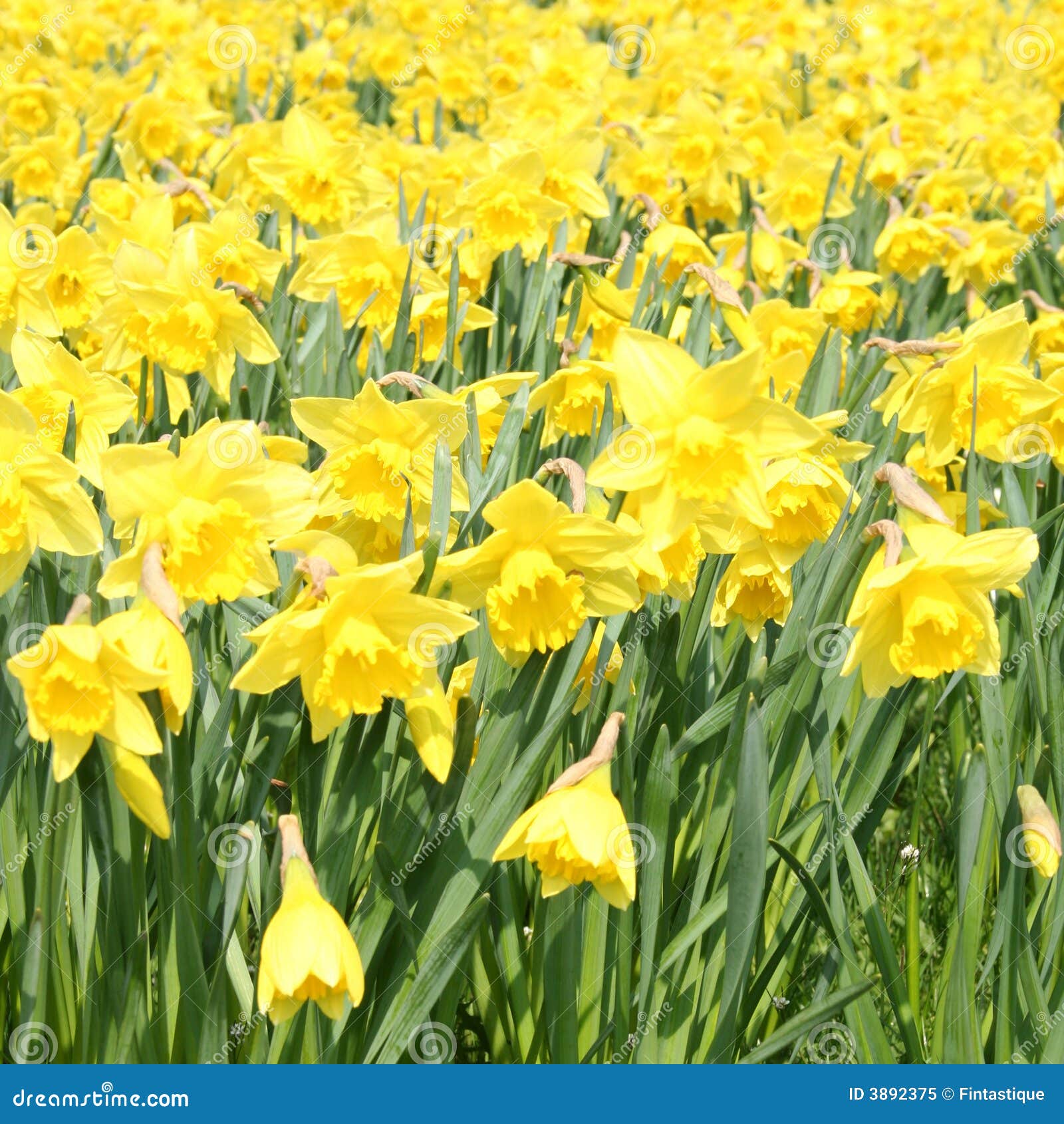 Yellow Daffodils in Springtime Stock Image - Image of spring, close ...