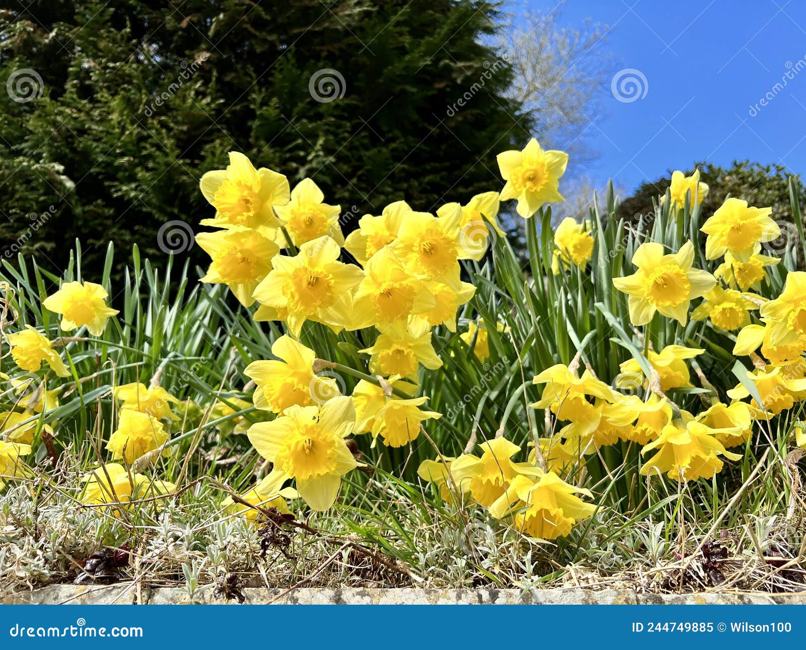 Daffodils stock image. Image of summer, green, yellow - 244749885