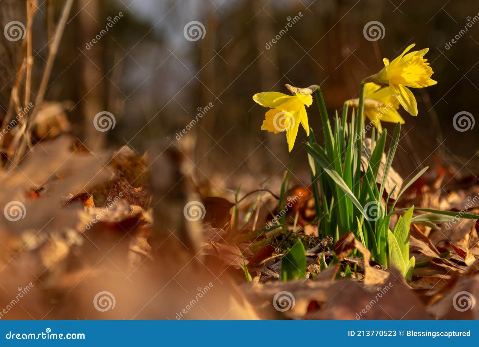 Yellow Daffodils in the Woods Stock Image - Image of bulbous, floral ...