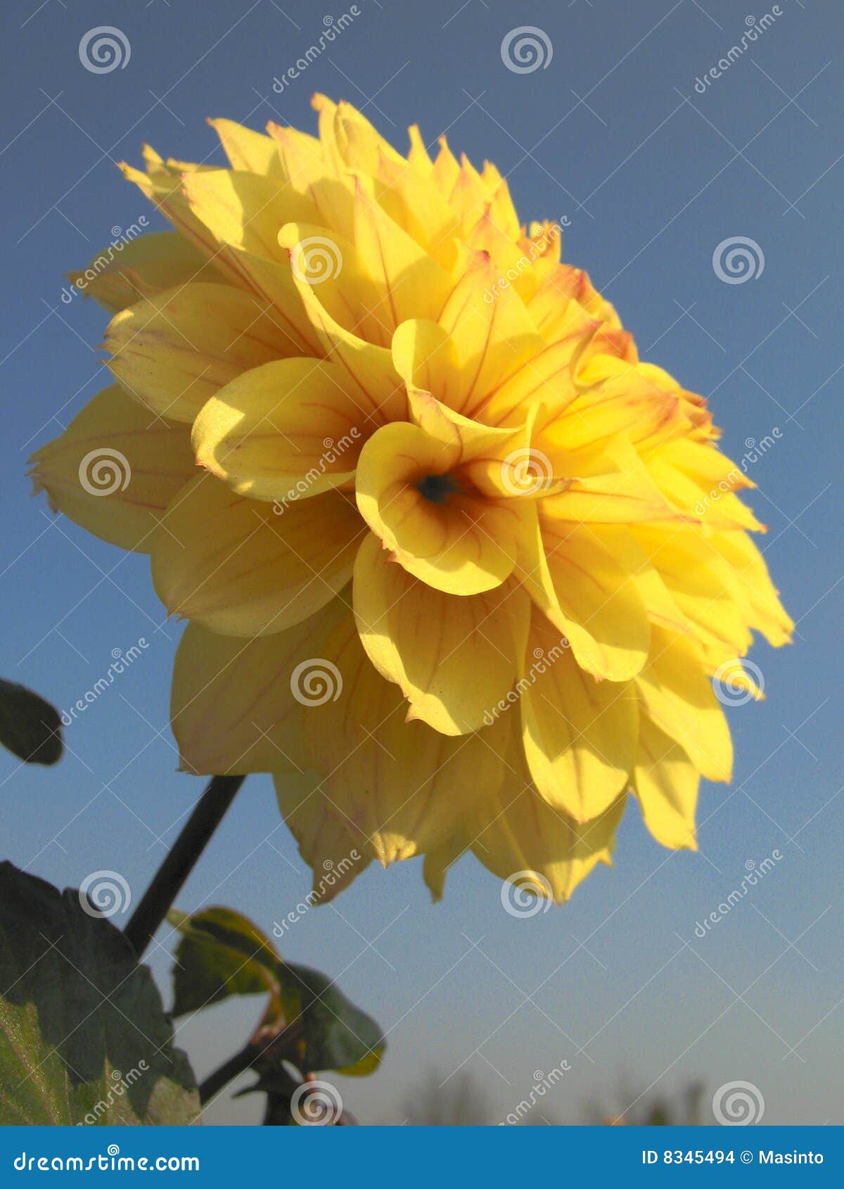 Yellow dahila stock photo. Image of green, yellow, magnificent - 8345494