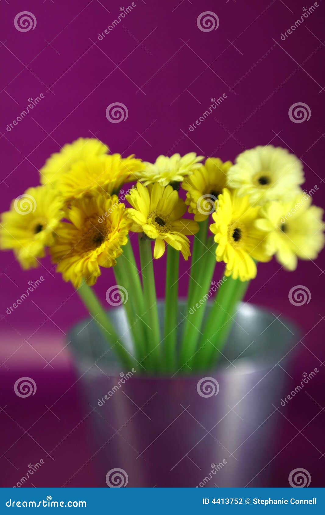 Yellow Daises stock photo. Image of easter, blossom, flowers - 4413752