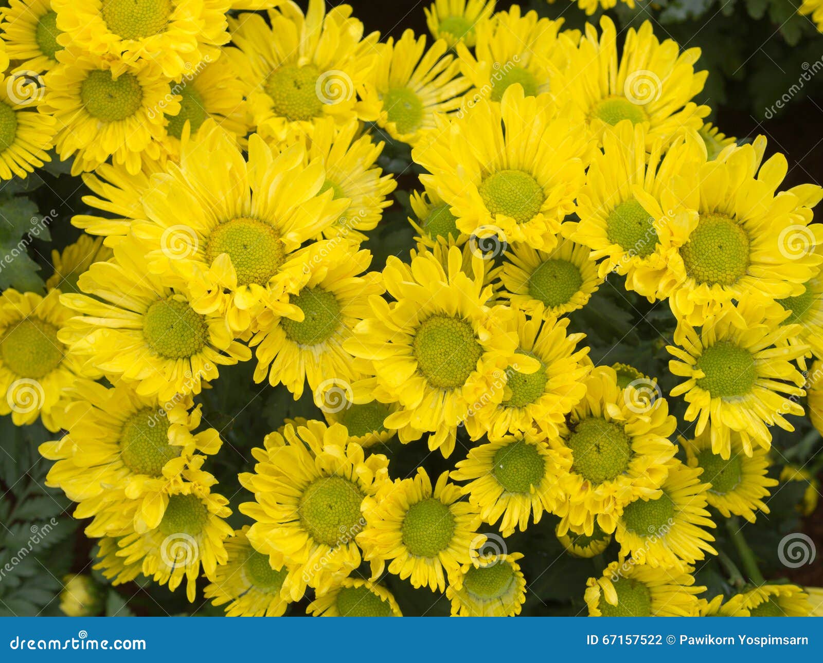 Yellow daisey flower stock photo. Image of garden, floral - 67157522