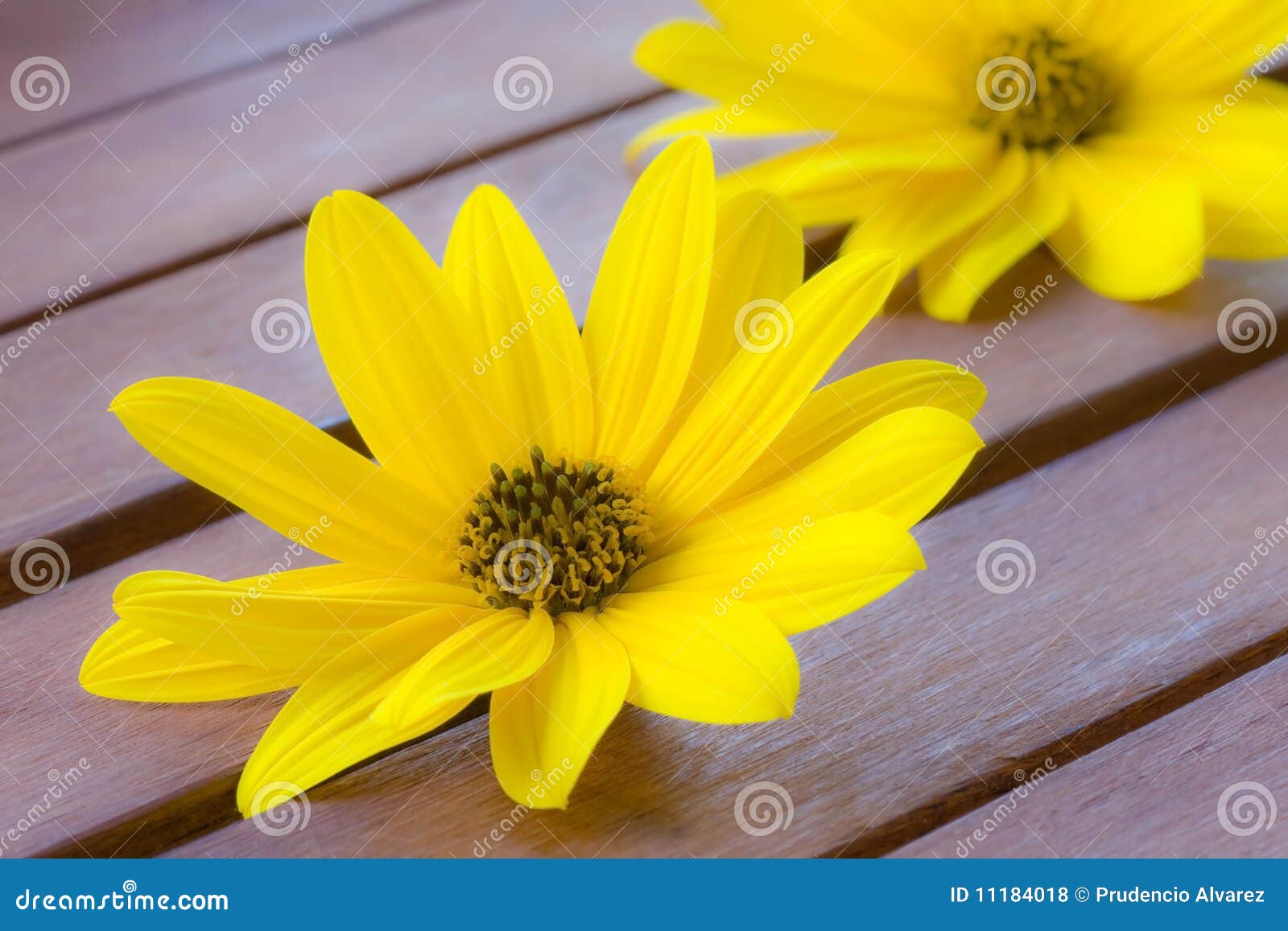 Yellow daisies stock photo. Image of aroma, medicine - 11184018