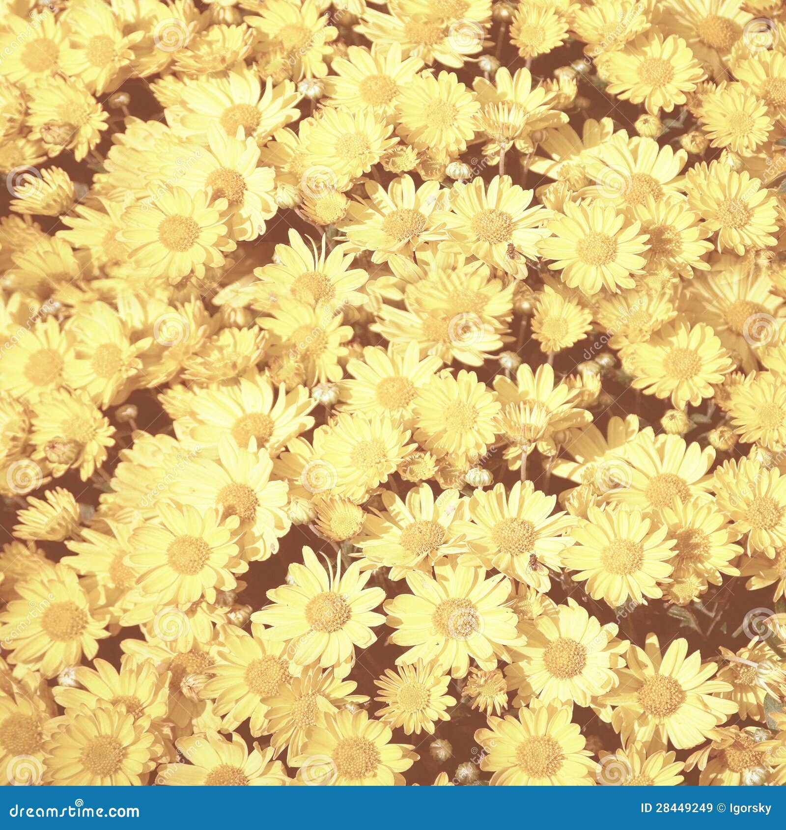 Yellow daisies stock illustration. Illustration of spring - 28449249
