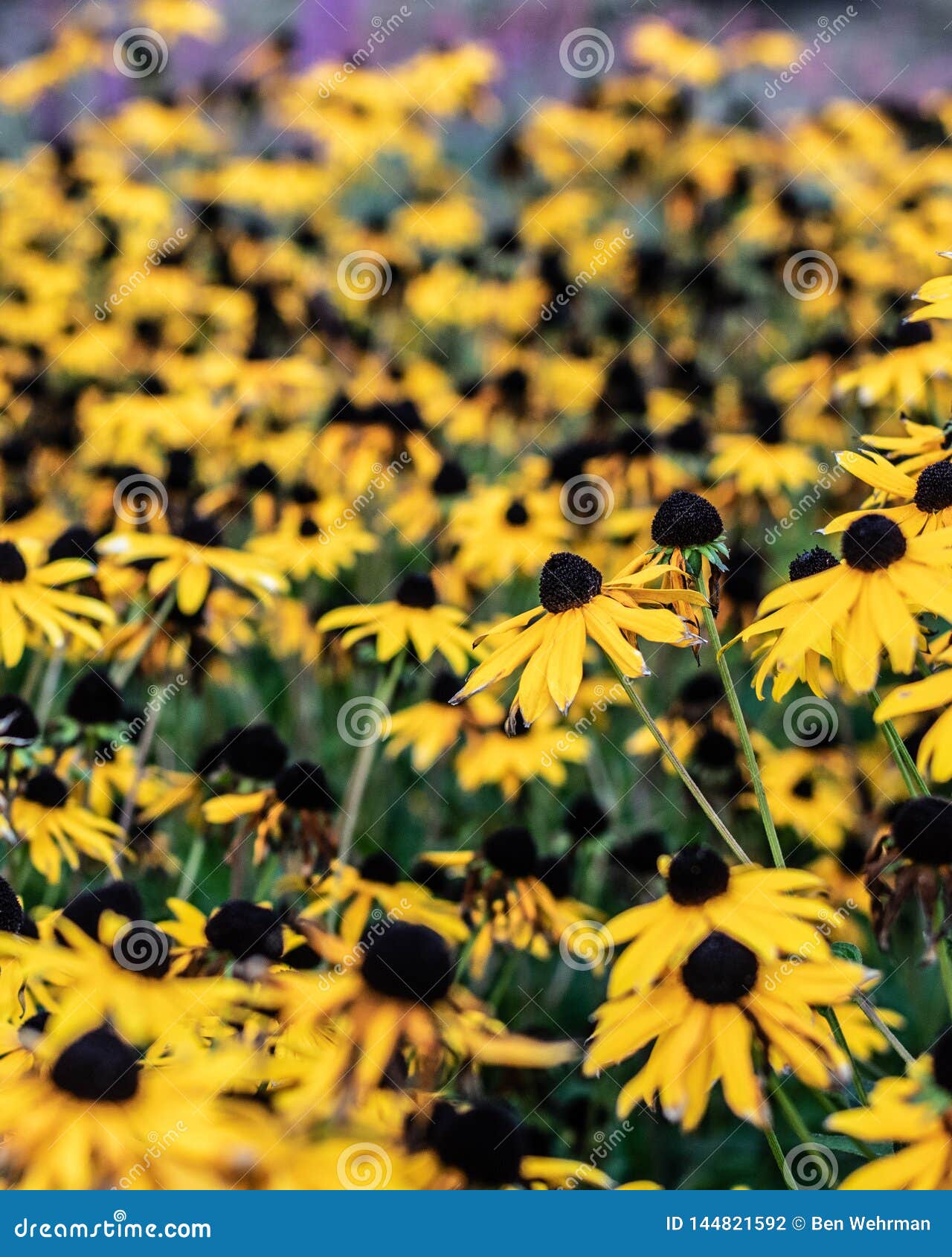 Springtime Yellow Flowers stock photo. Image of flowers - 144821592