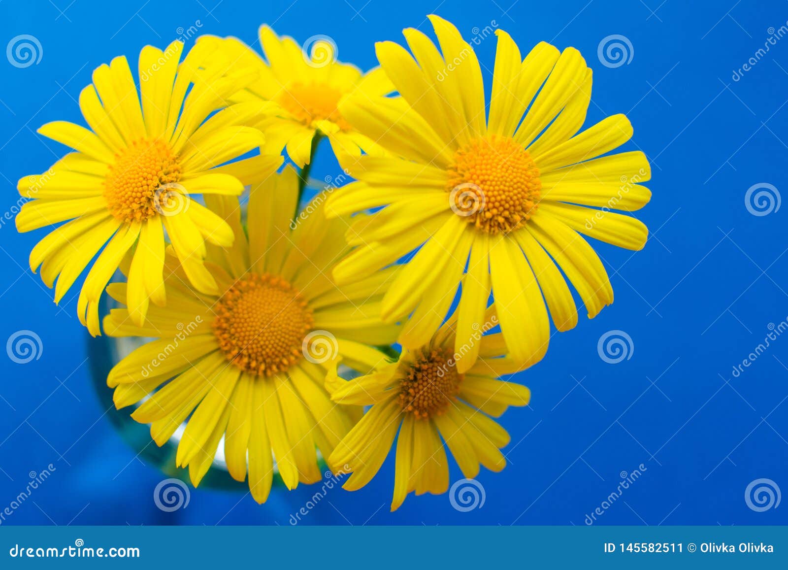Yellow Daisies on a Blue Background View from the Top Stock Image ...
