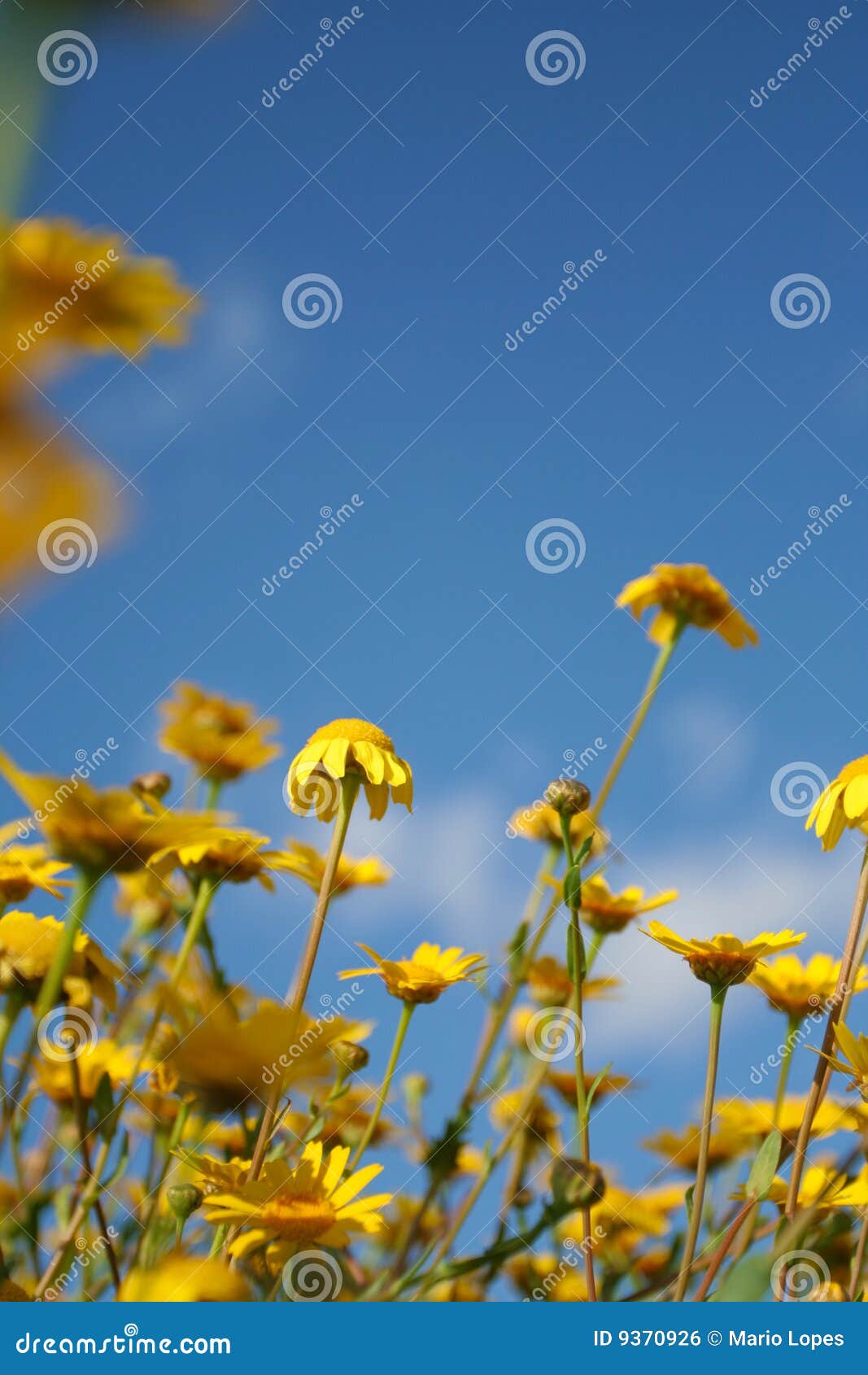 Yellow Daisies and Blue Sky Stock Photo - Image of fresh, background ...