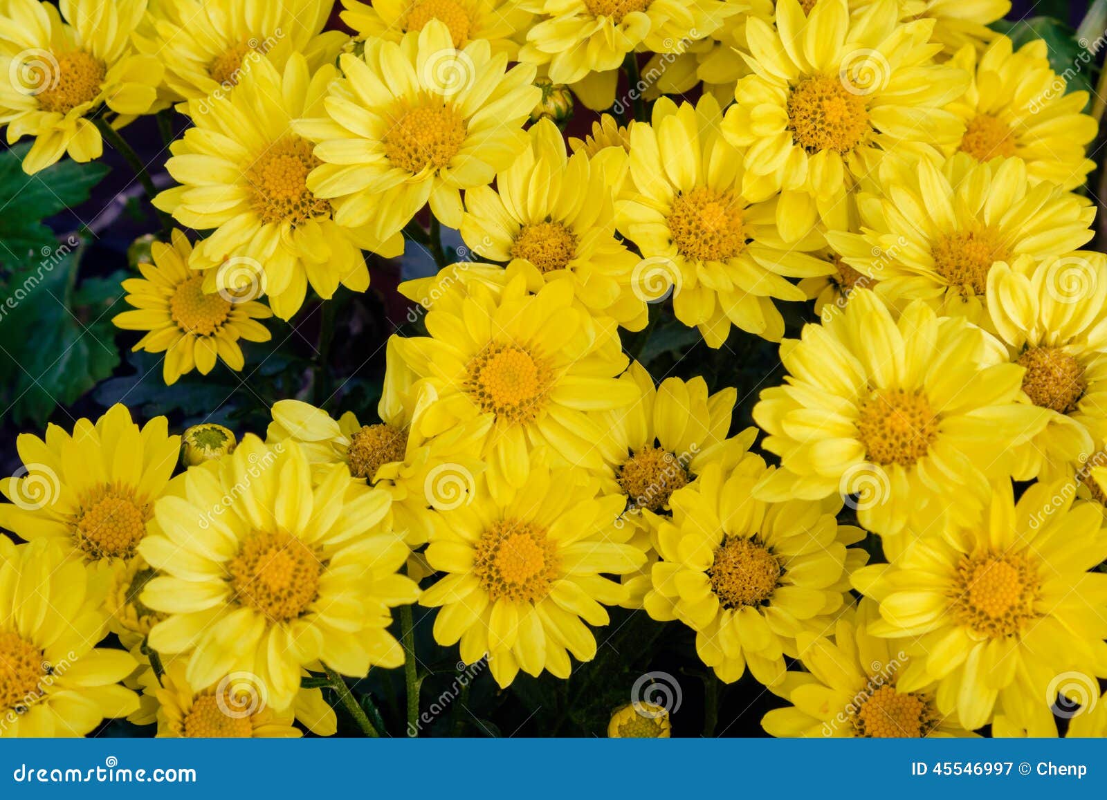 Yellow daisies stock image. Image of dainty, bright, ornamental - 45546997