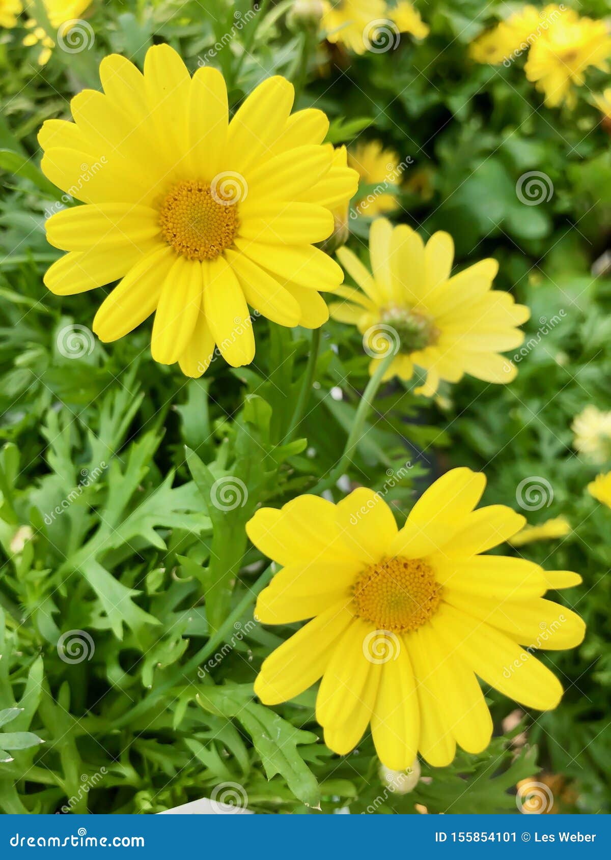 Bright Yellow Daisies stock image. Image of culinary - 155854101