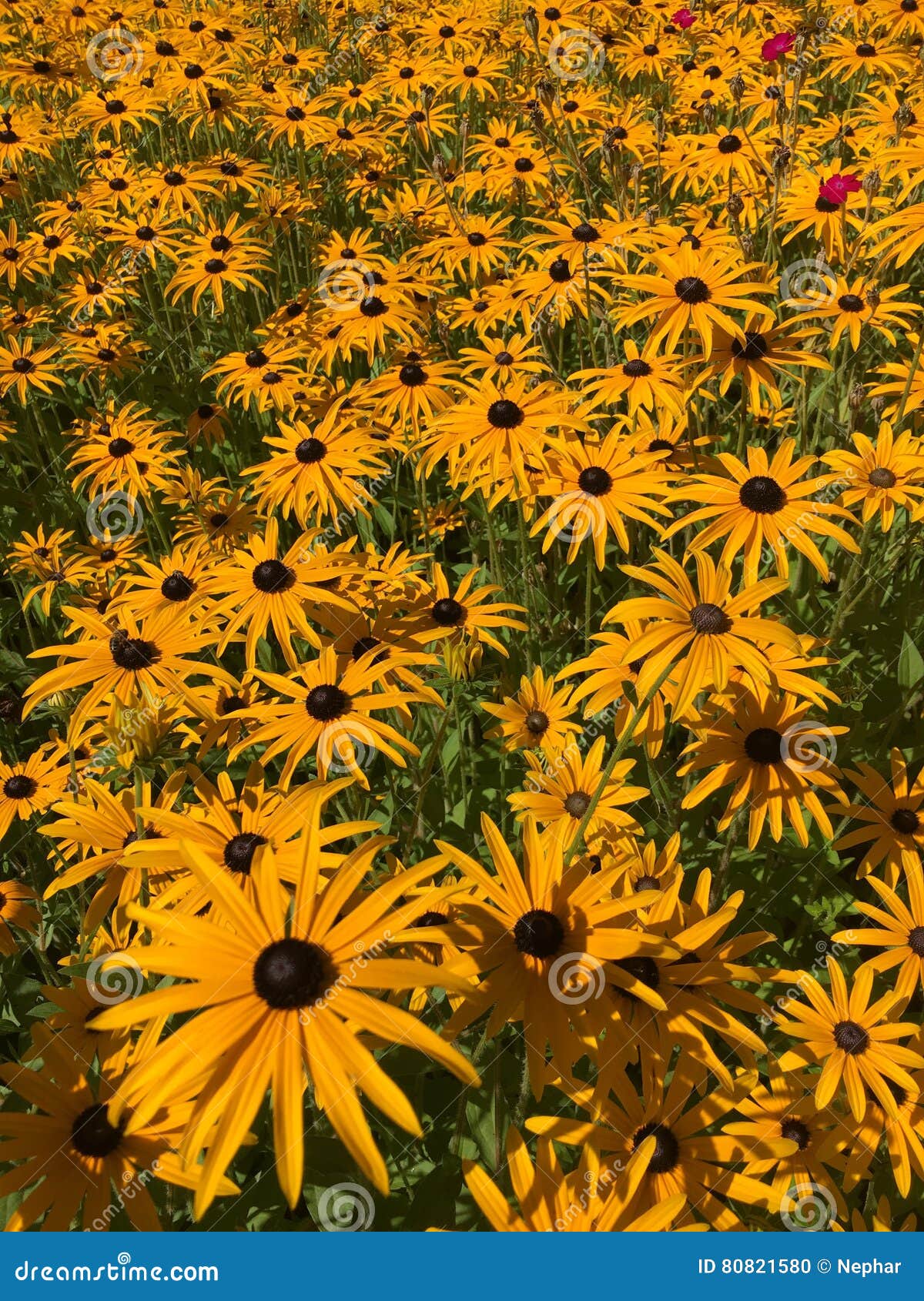 Yellow daisies stock photo. Image of field, eyed, gloriosa - 80821580
