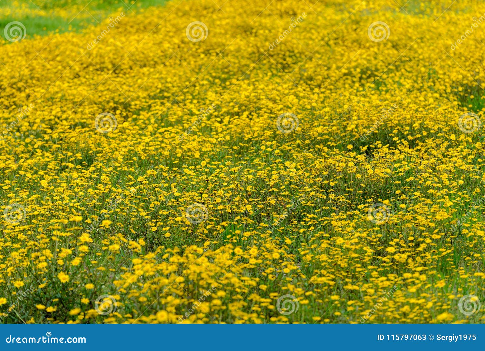 Yellow Daisies on the Field Stock Image - Image of color, country ...