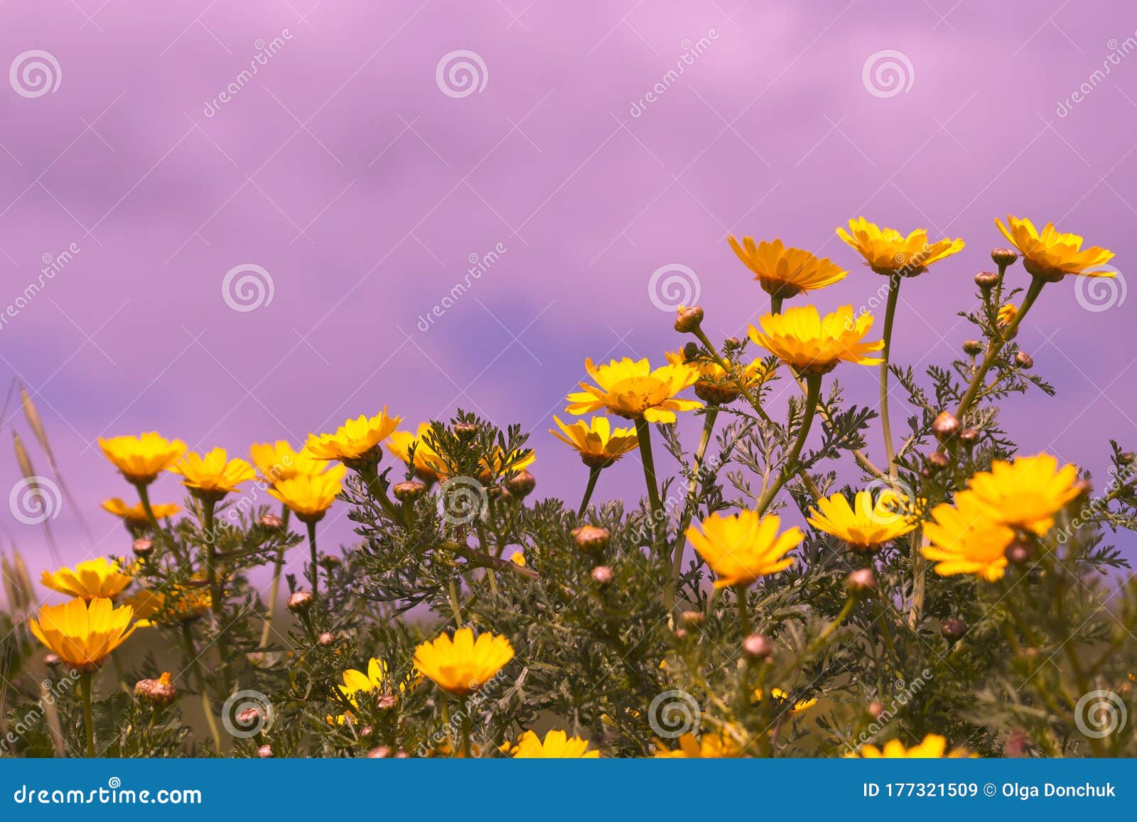 Yellow Daisies in the Field at Sunset Stock Image - Image of copy ...