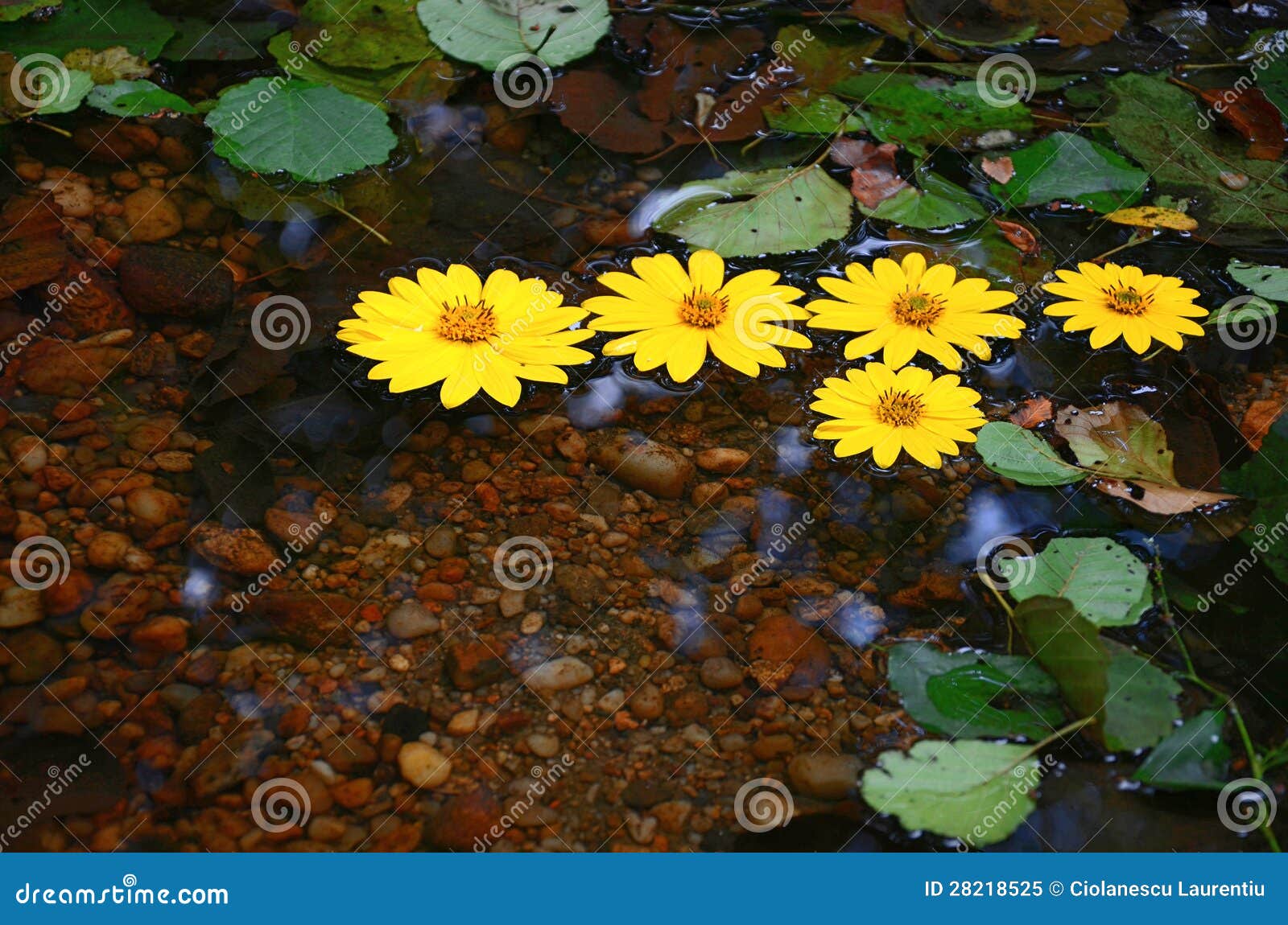 Yellow Daisies Floating on Water Stock Image - Image of surface ...