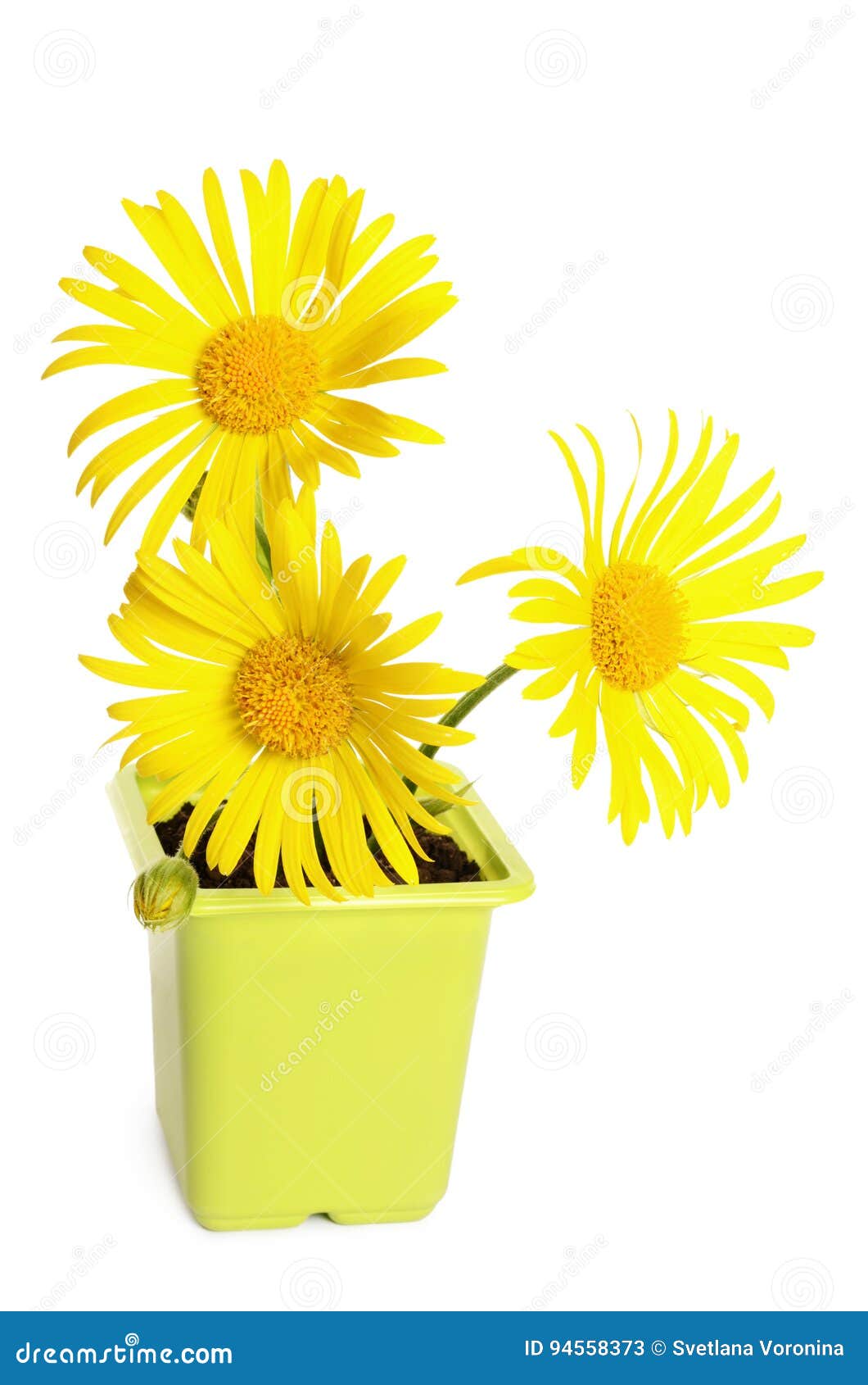 Yellow Daisies in a Flower Pot Stock Image - Image of holiday, object ...