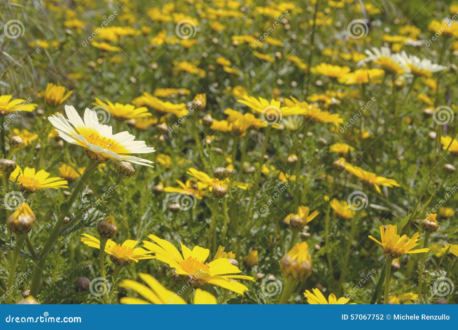 Yellow daisies stock photo. Image of beautiful, beauty - 57067752