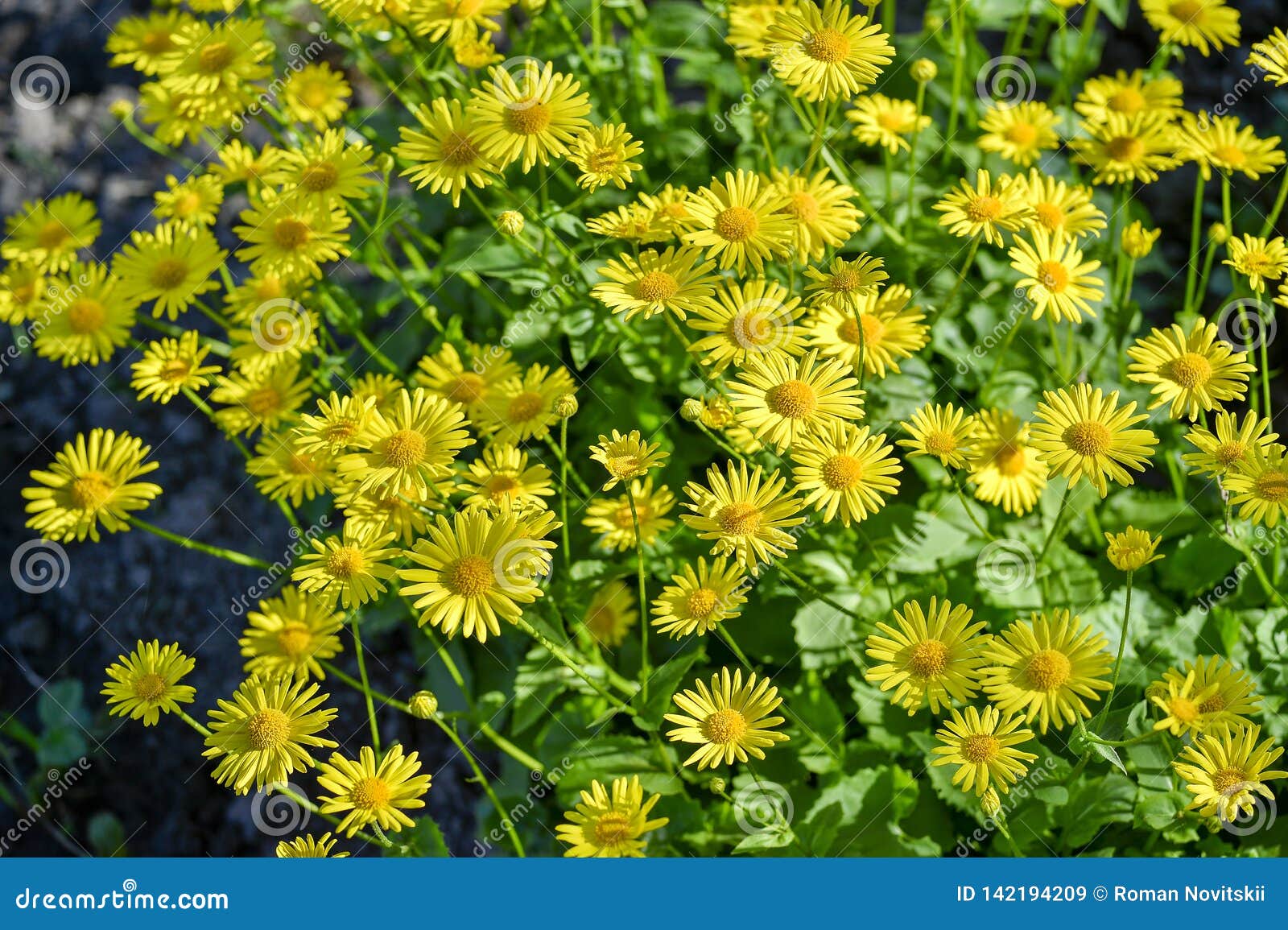 Yellow Daisies Grown in the Flower Bed. Background Stock Image - Image ...