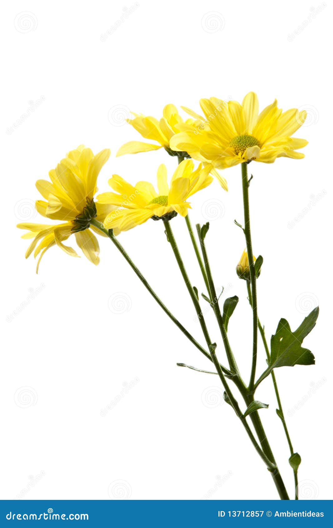 Yellow Daisies Isolated on White Stock Image - Image of petal, yellow ...