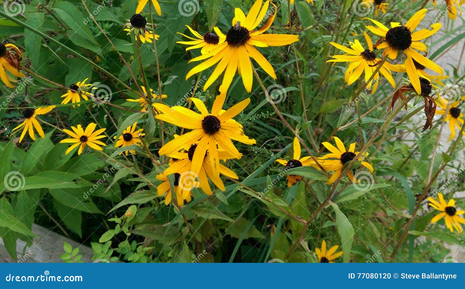 Yellow Daisies stock photo. Image of wildflowers, like - 77080120