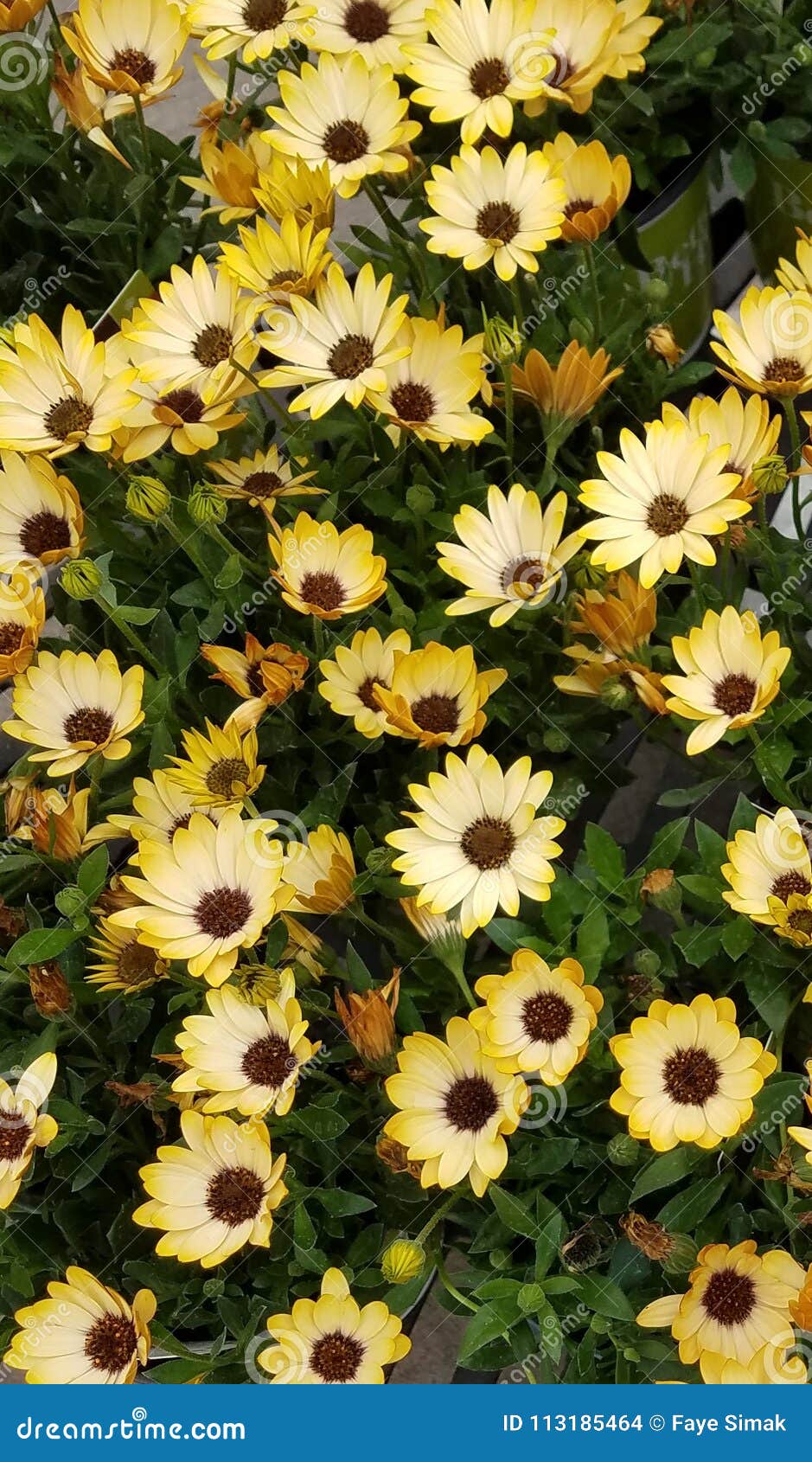 Yellow Daisies stock photo. Image of yellow, gold, foliage - 113185464