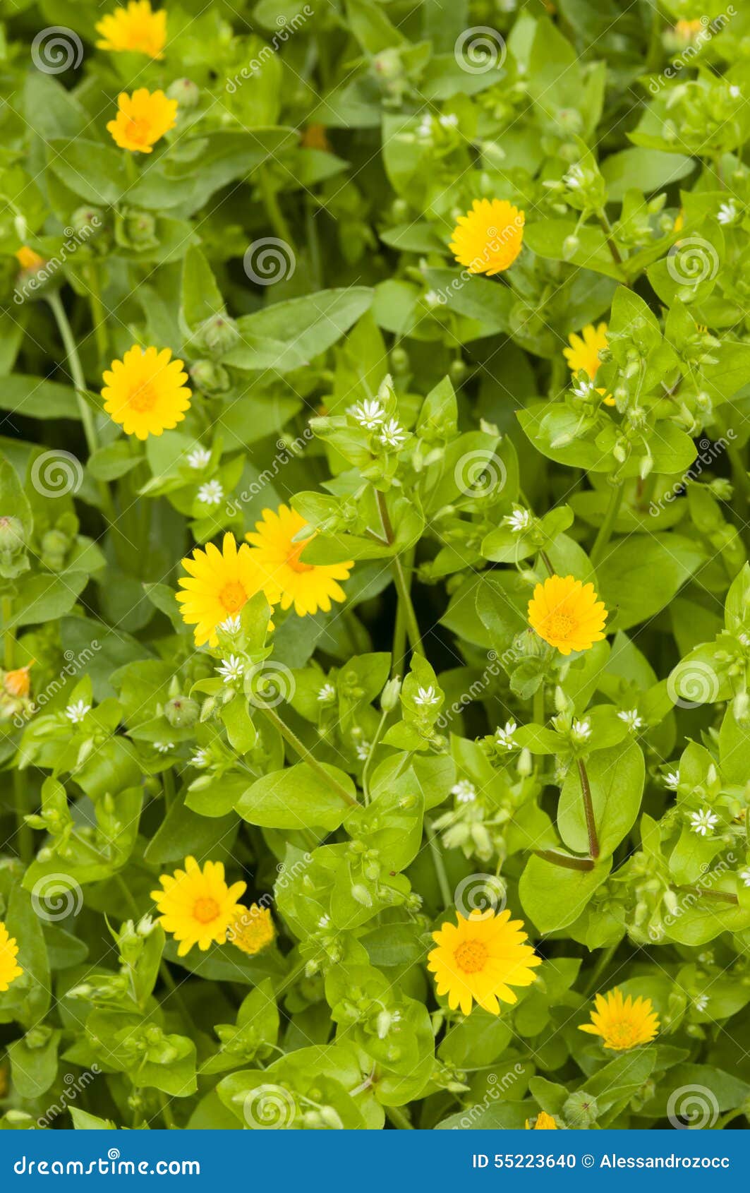 Yellow Daisis and Chickweed Stock Photo - Image of spring, green: 55223640