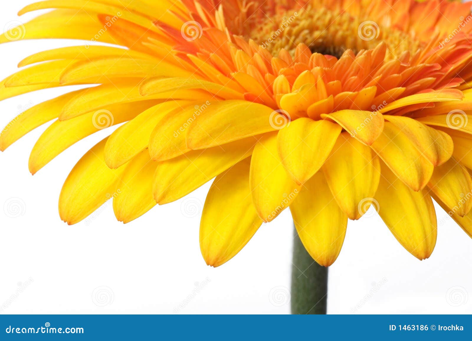 Yellow daisy stock photo. Image of bloom, gerbera, elements - 1463186