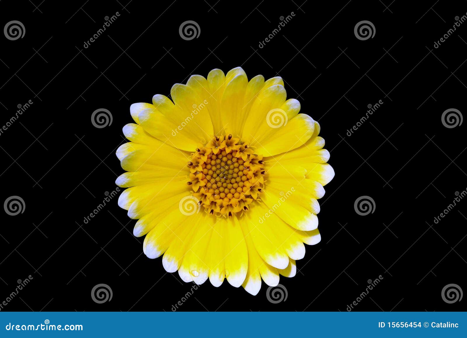 The yellow daisy stock photo. Image of design, beautiful - 15656454