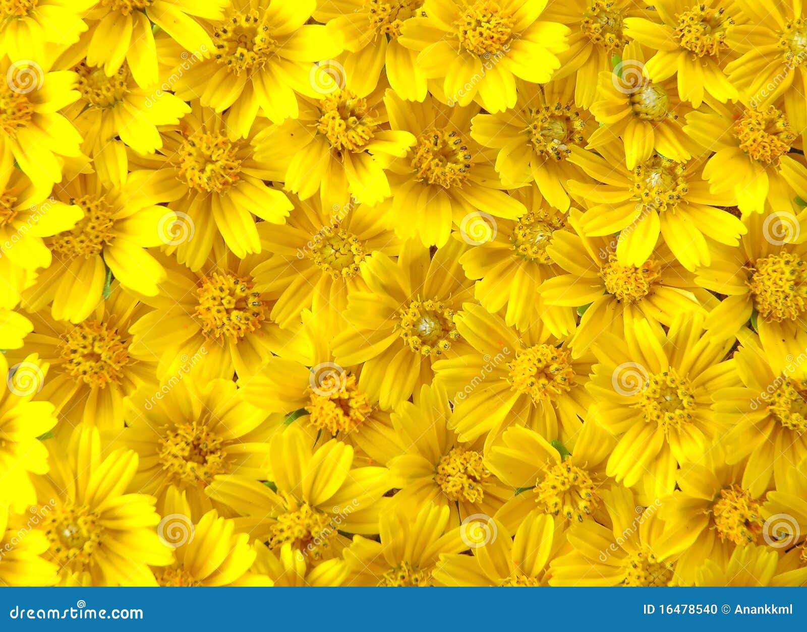 Yellow Daisy Stock Photo - Image: 16478540