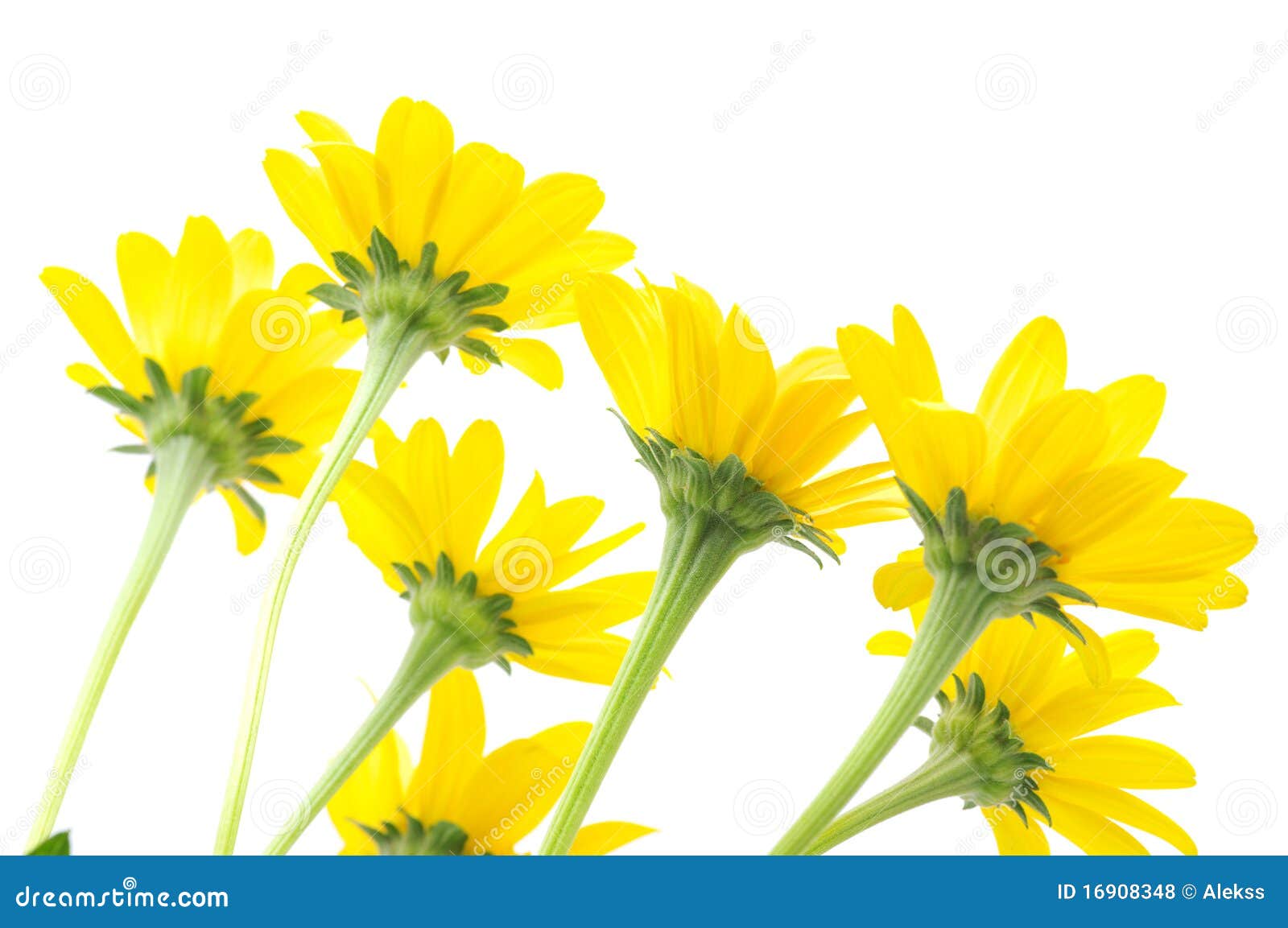 Yellow daisy stock photo. Image of macro, colorful, gift - 16908348