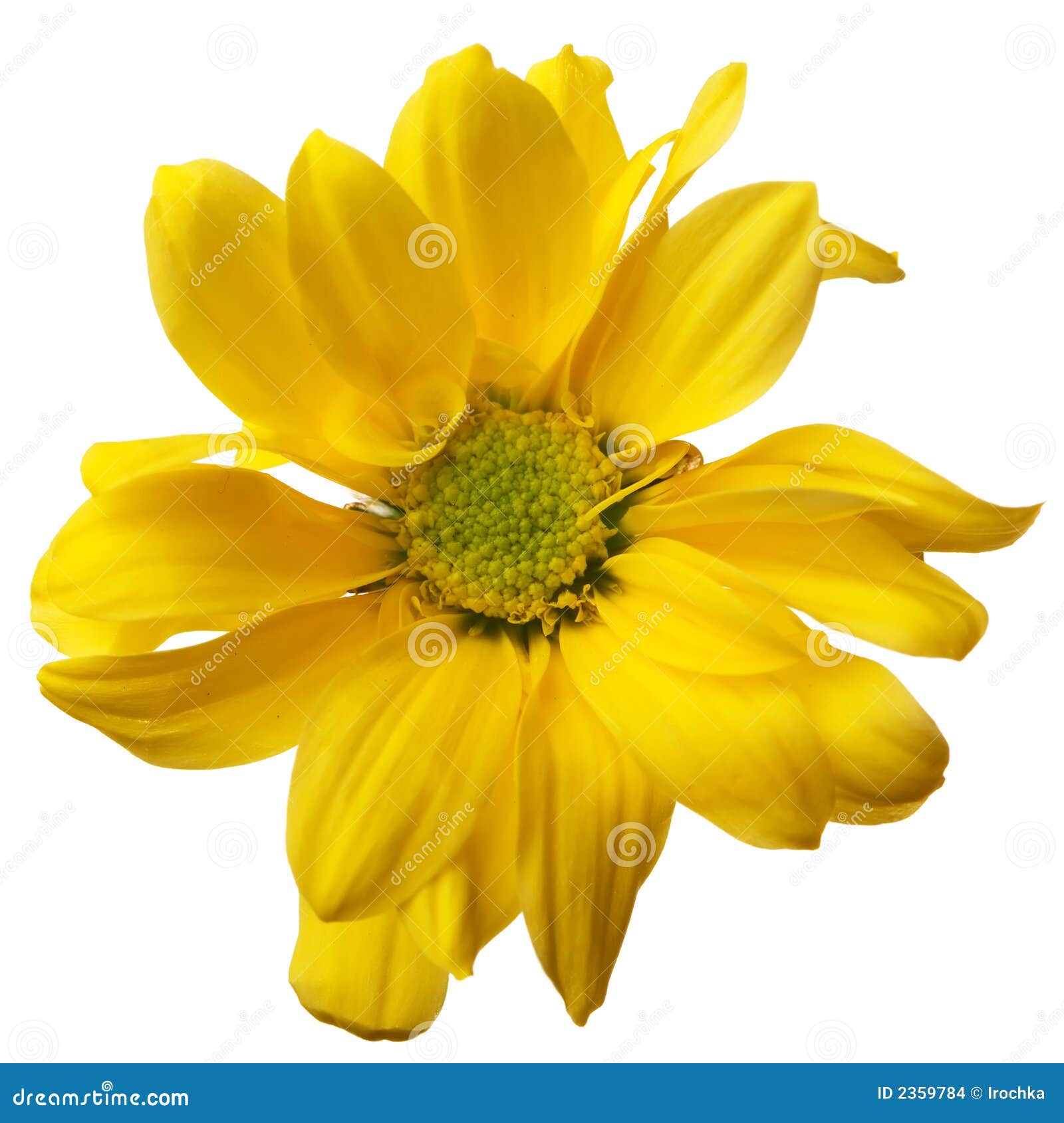 Yellow daisy stock photo. Image of brightly, family, beauty - 2359784