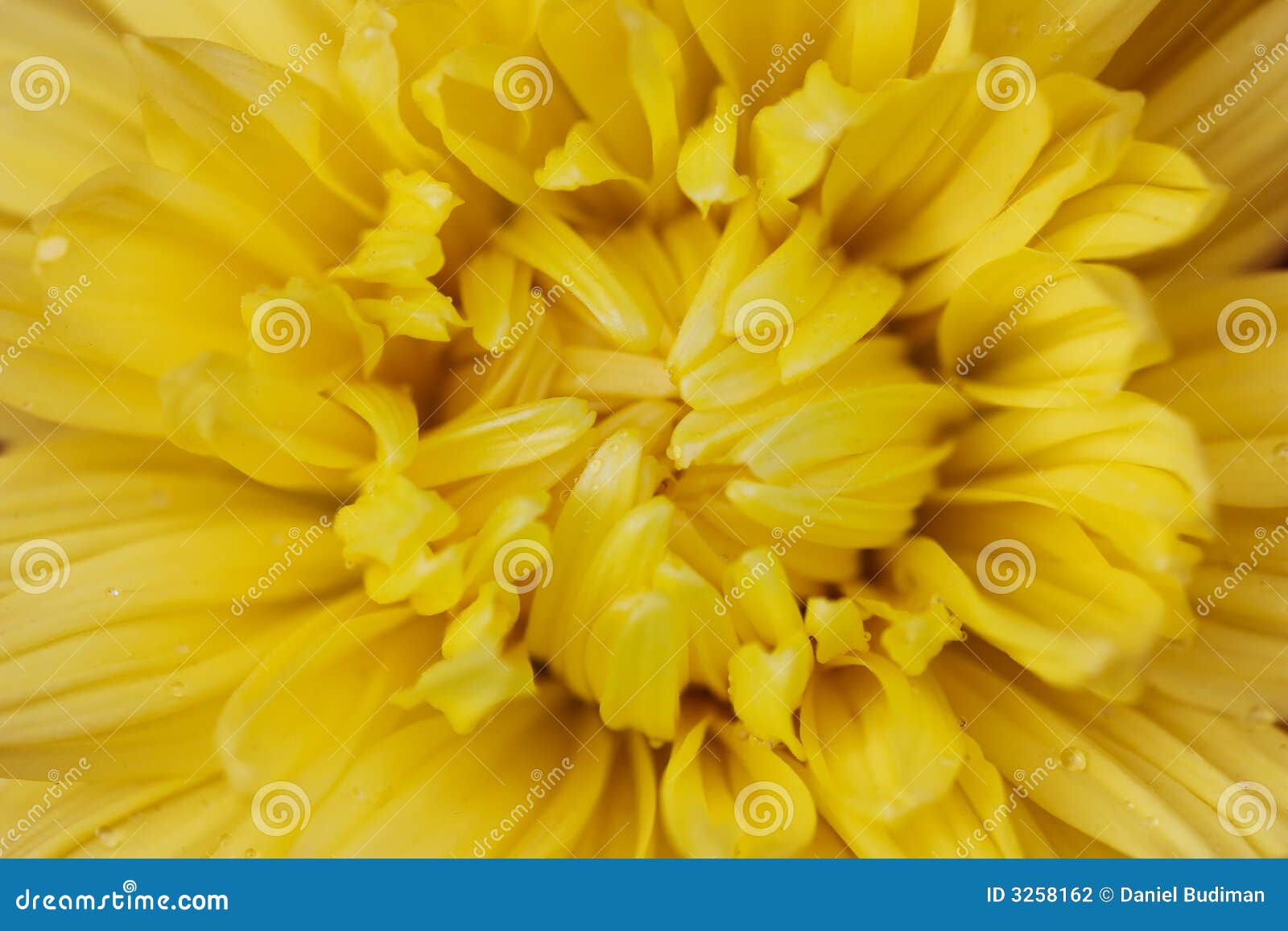 Yellow daisy stock photo. Image of cloudless, nature, cheerful - 3258162