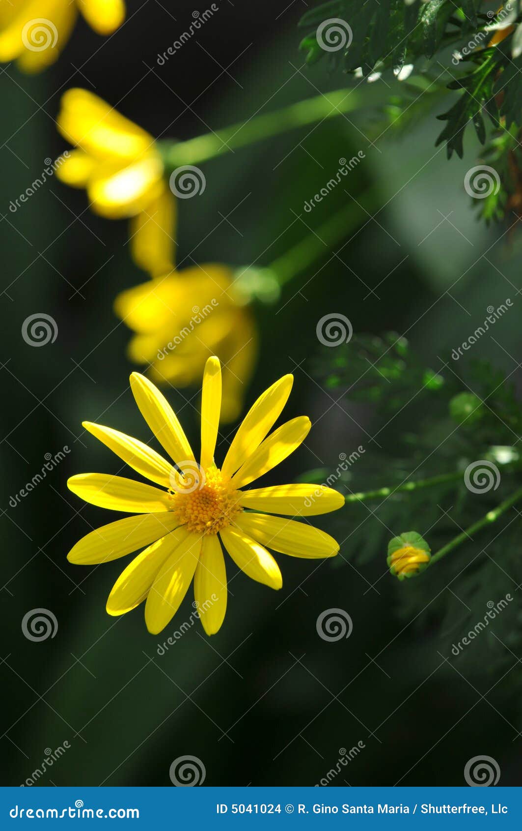 Yellow Daisy stock photo. Image of color, daisy, garden - 5041024