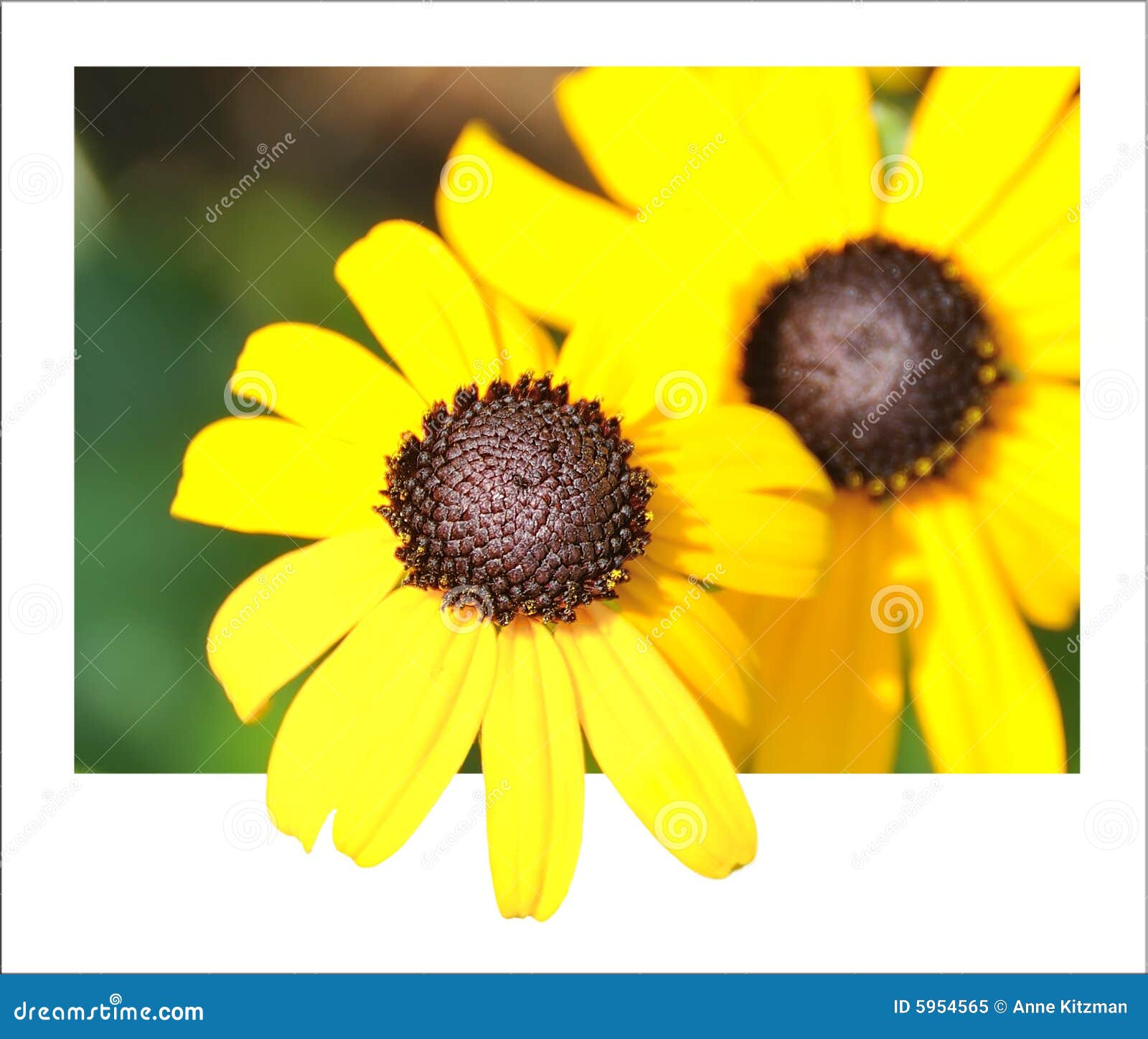 Yellow Daisy stock image. Image of card, beauty, color - 5954565