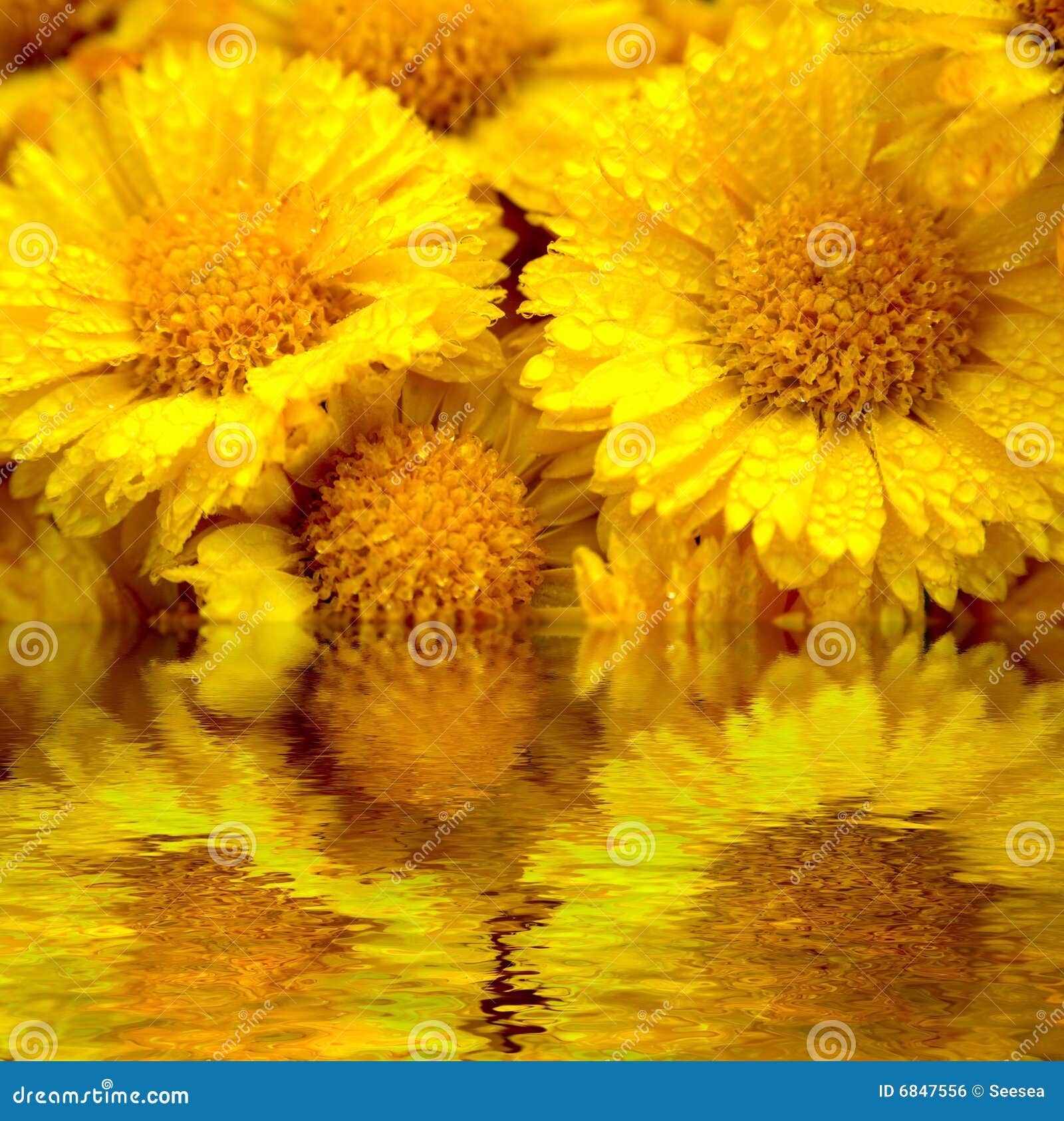 Yellow daisy stock photo. Image of autumn, inverted, flower - 6847556