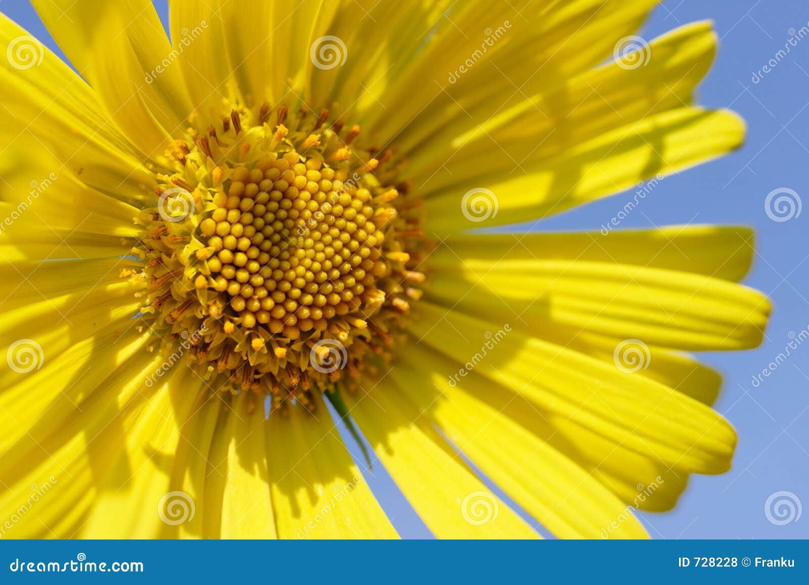 Yellow Daisy stock photo. Image of florist, garden, daisy - 728228