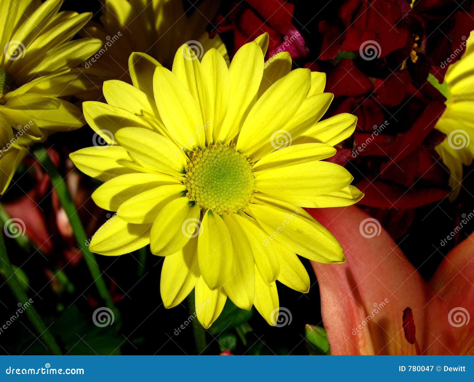 Yellow Daisy stock image. Image of closeup, beauty, pink - 780047