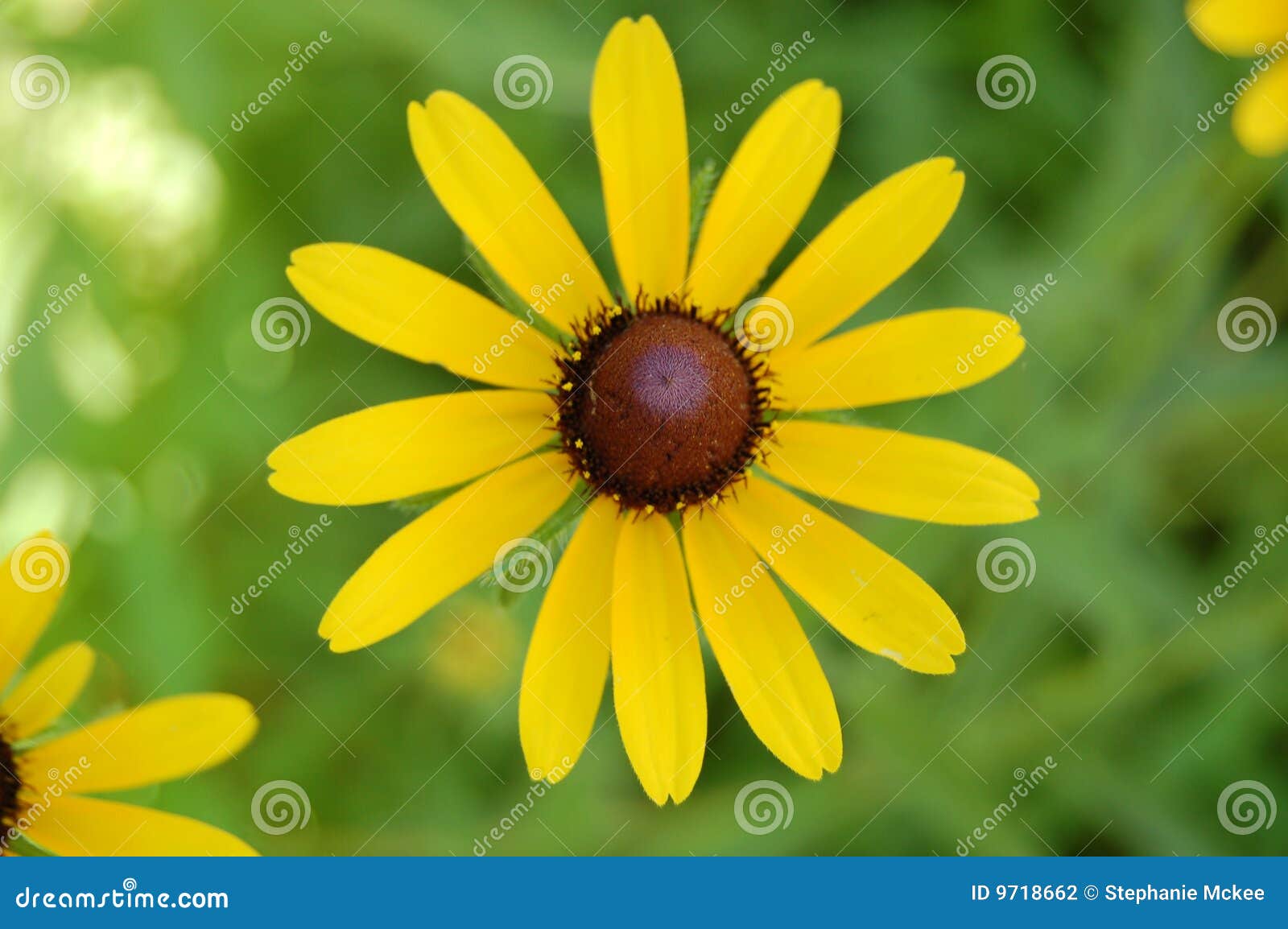 Yellow daisy stock photo. Image of flower, plant, spring - 9718662