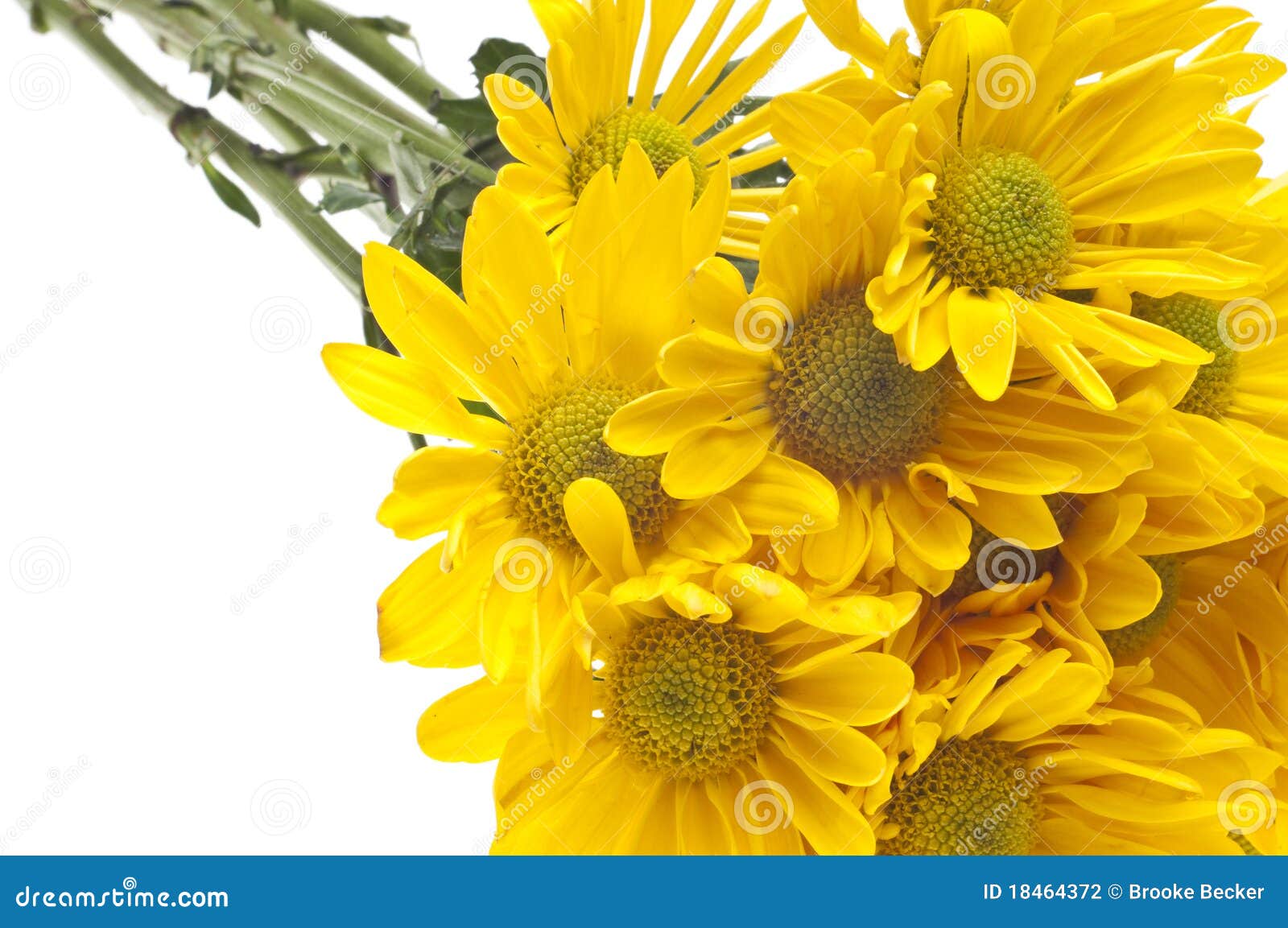 Yellow Daisy Background stock photo. Image of bright - 18464372