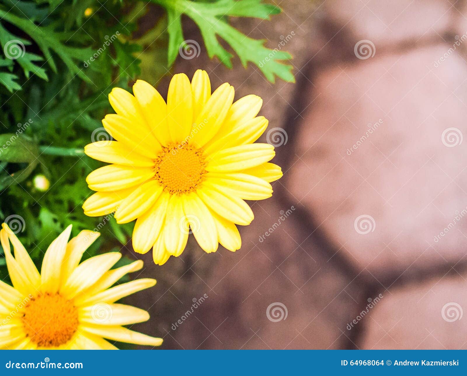 Yellow Daisy Background stock photo. Image of daisy, spring - 64968064