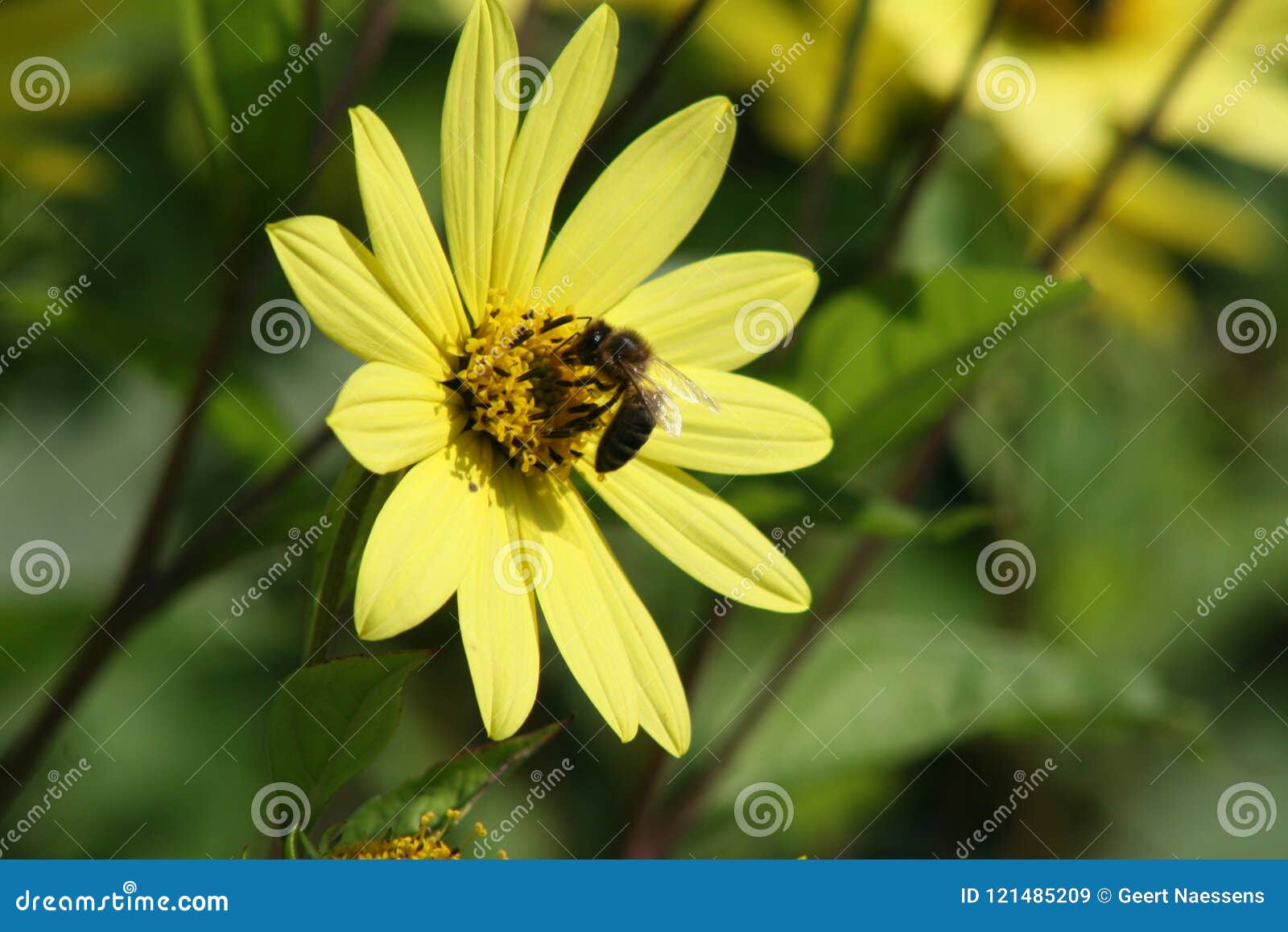Yellow Daisy with a Bee Drinking Nectar on it Stock Image - Image of ...
