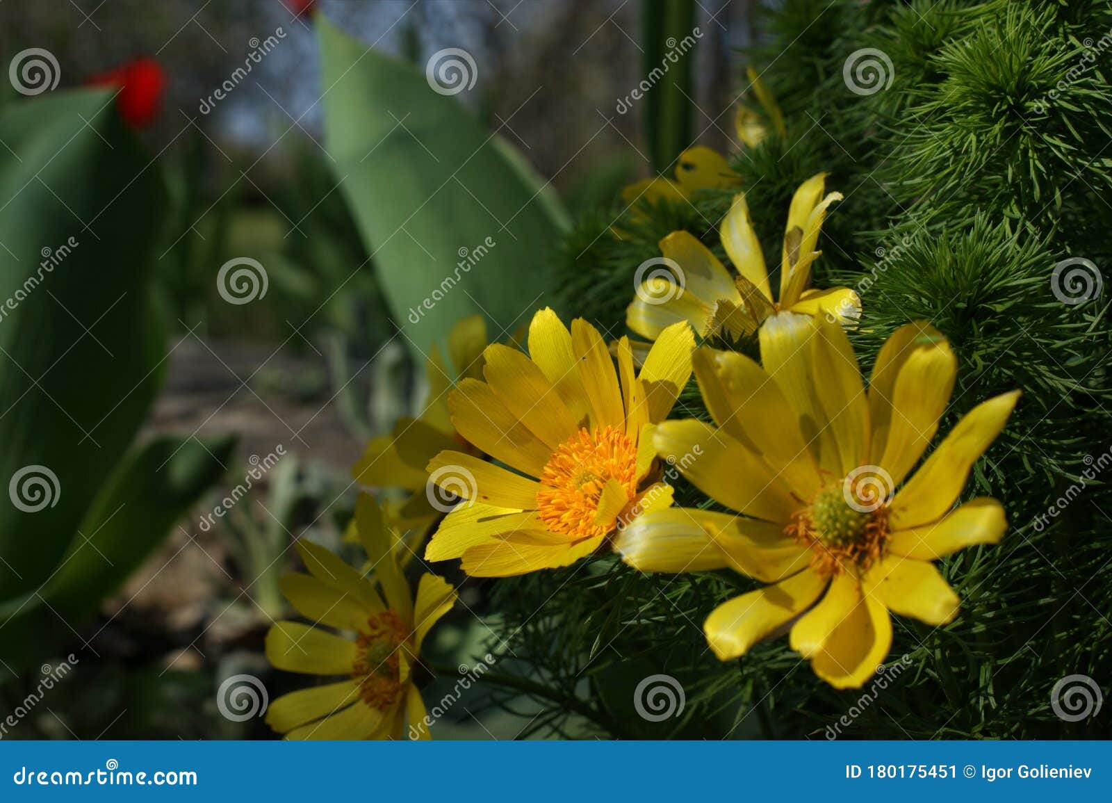 Yellow Daisy Bush Texture Background. on a Lush Green Bush Stock Image ...