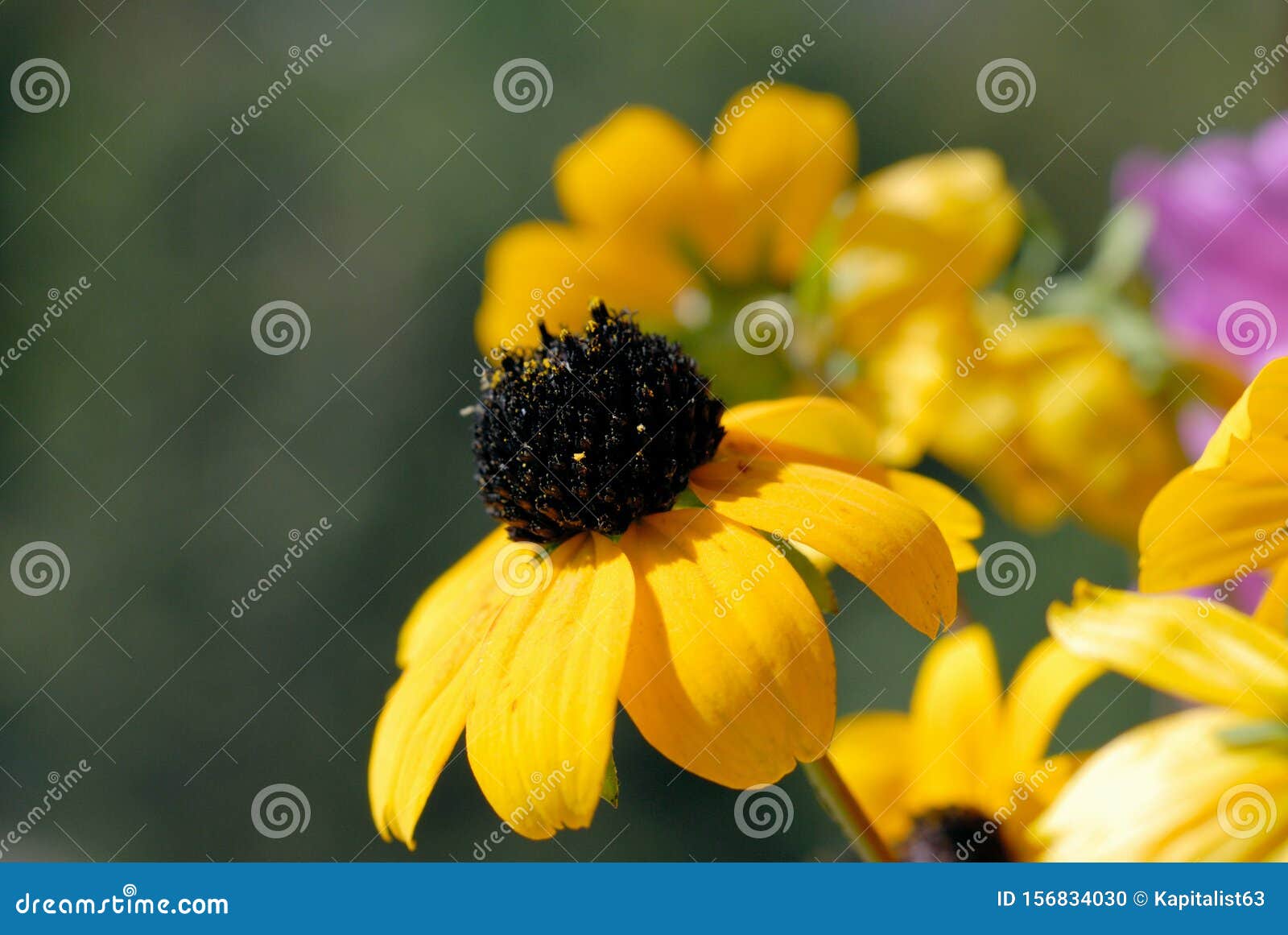 Yellow Daisy with a Dark Core Closeup Stock Photo - Image of background ...