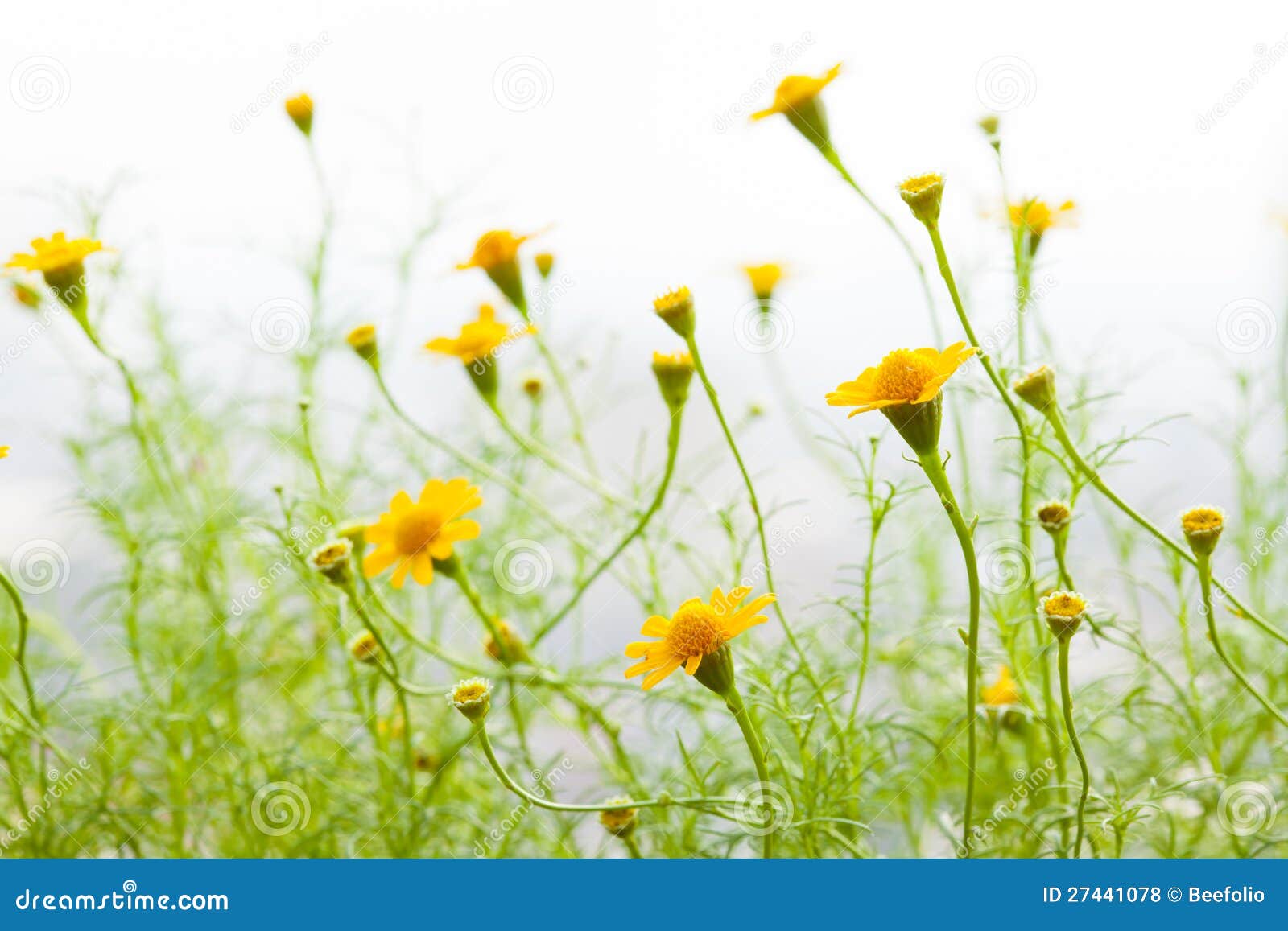 Yellow Daisy field stock photo. Image of floral, closeup - 27441078