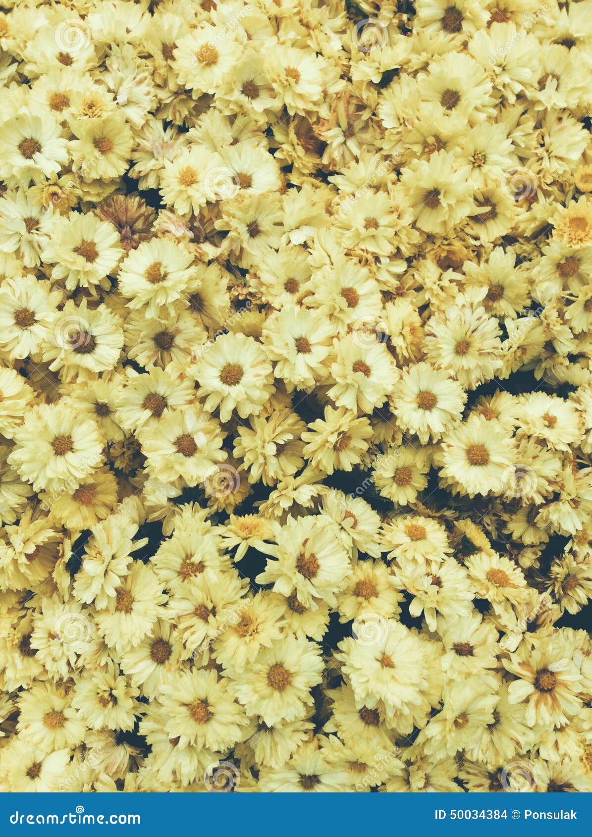 Yellow Daisy Flower Background Stock Photo - Image of formal, growth ...