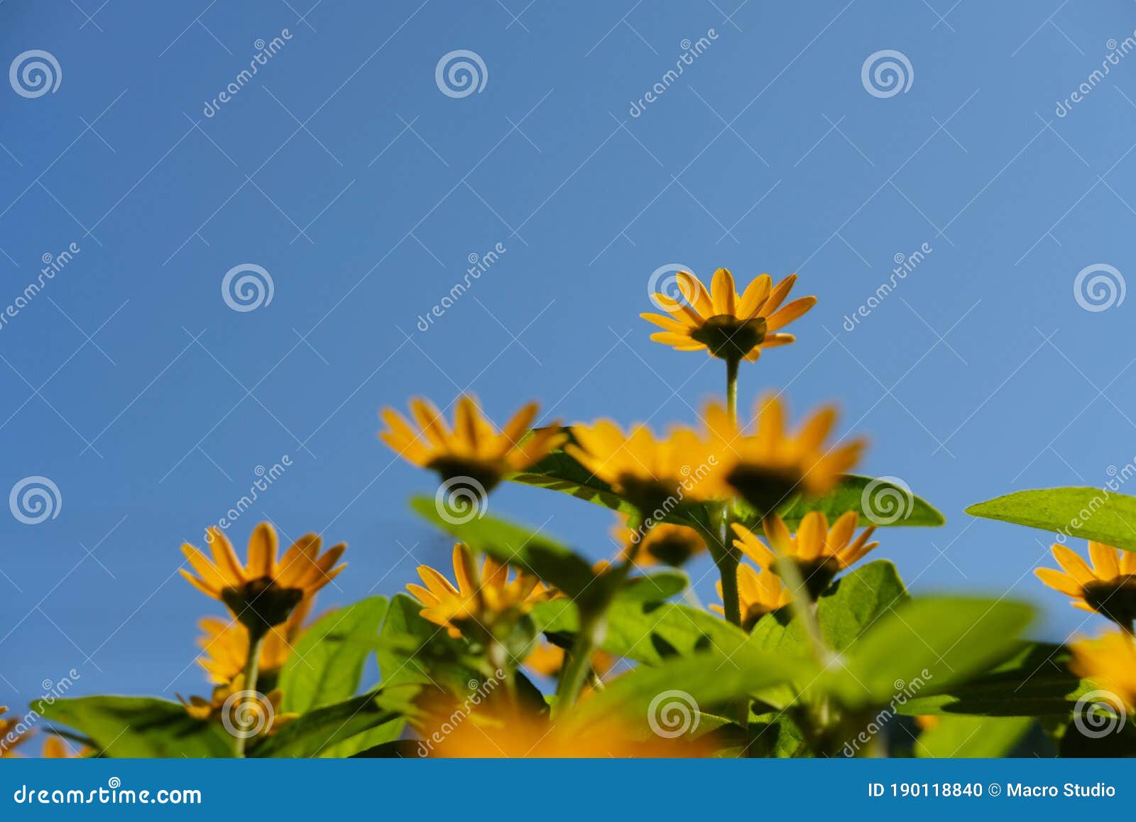 Yellow Daisy Flower - Bottom View Angle with Blue Sky Background Stock ...