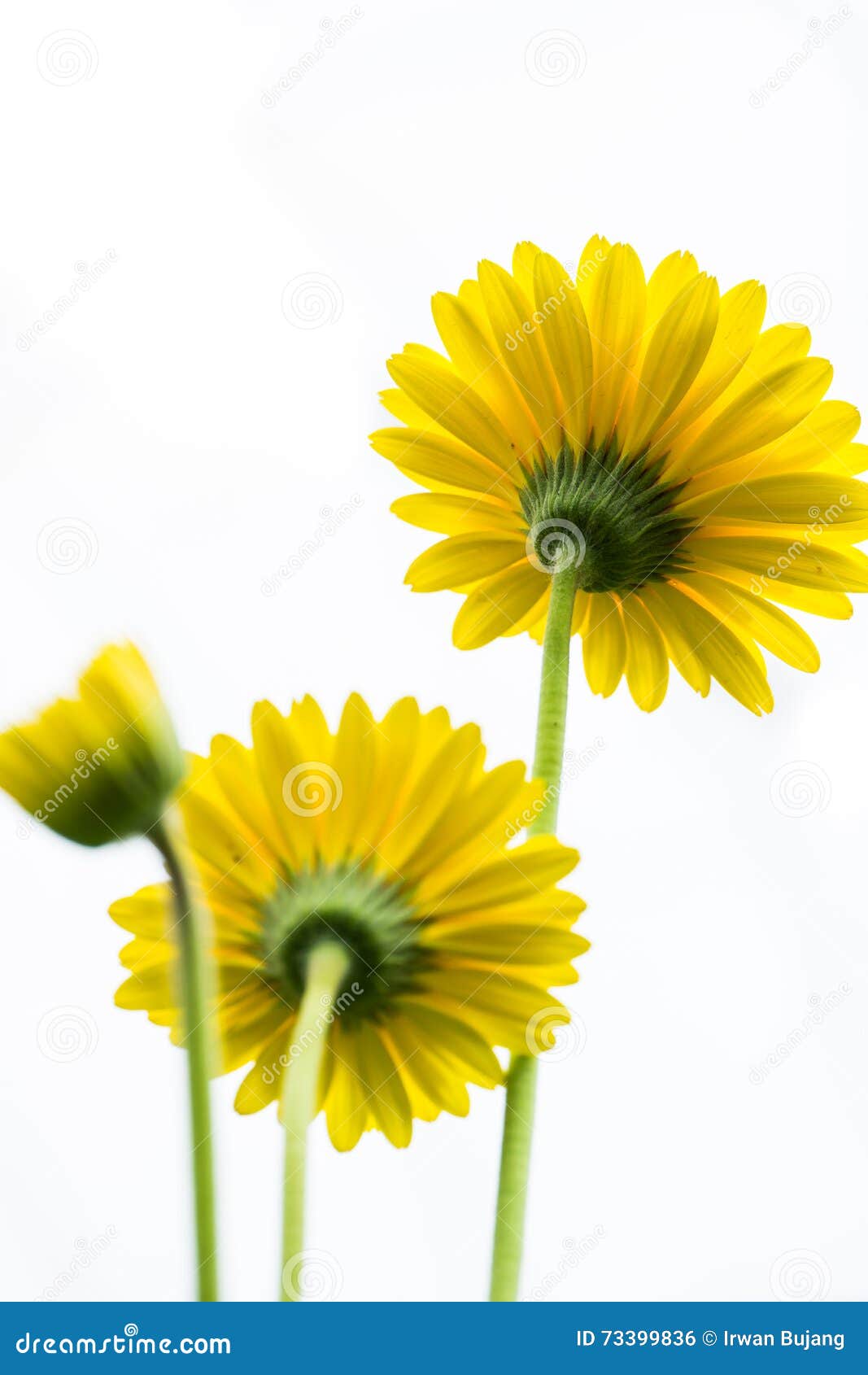 Yellow Daisy Flower Facing Up on White Background Stock Photo - Image ...