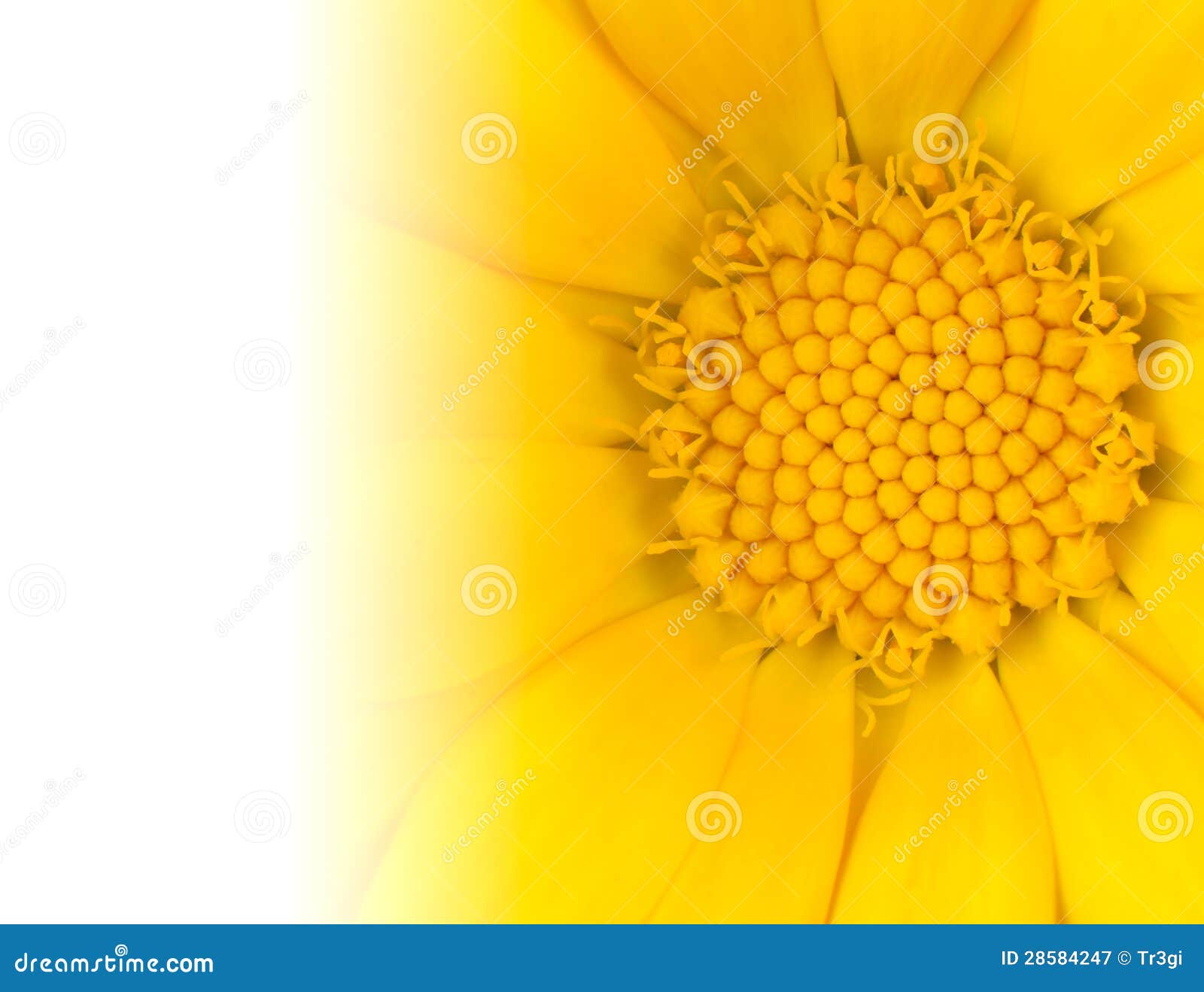 Yellow Daisy Flower with Gradient To White Stock Image - Image of ...