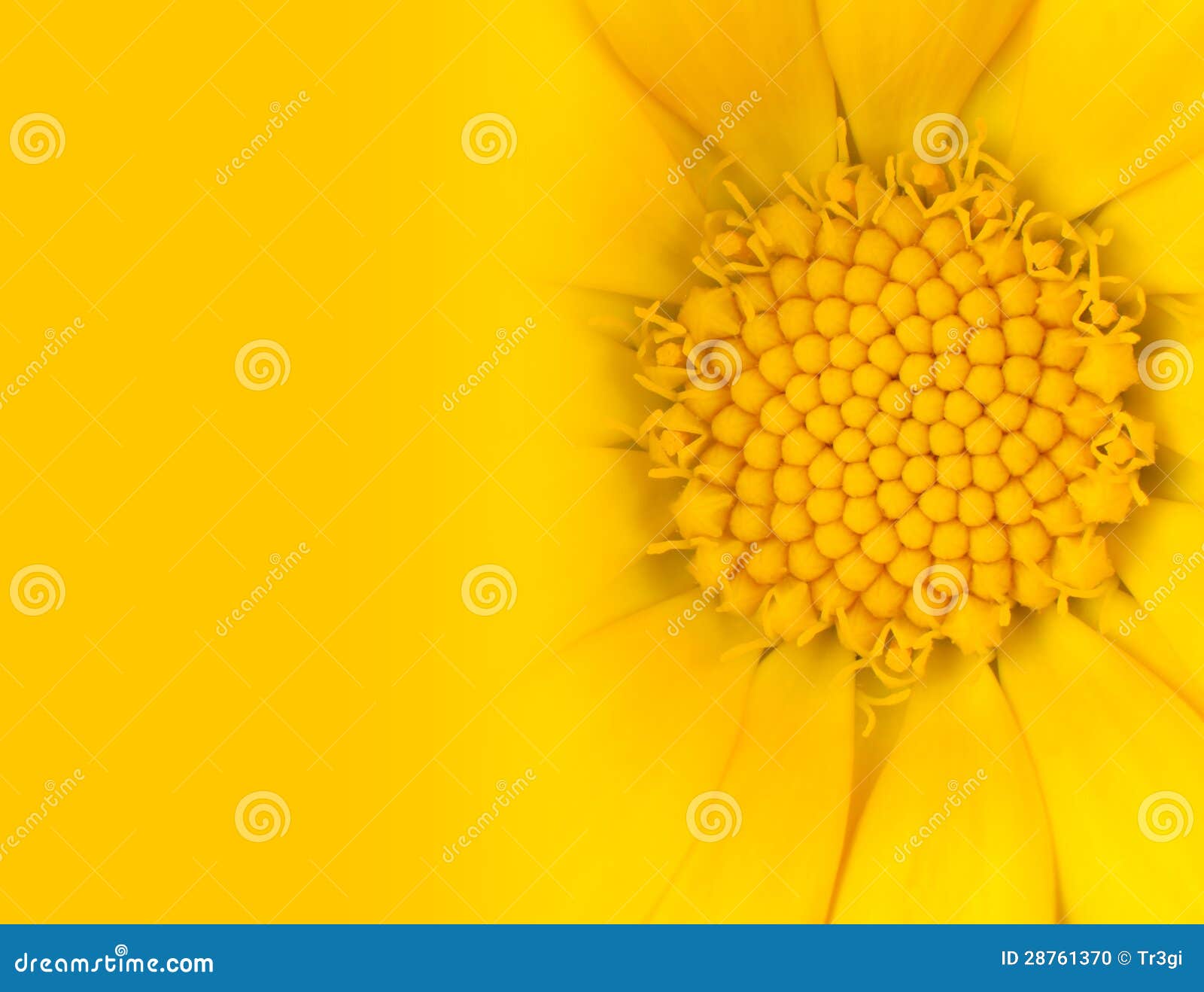 Yellow Daisy Flower with Gradient To Yellow Stock Photo - Image of ...