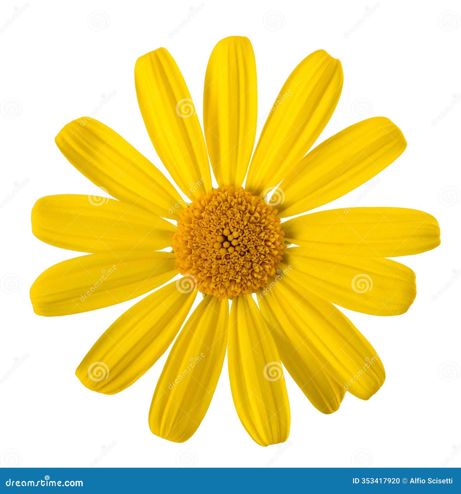 Yellow Daisy Flowers Corner Arrangement On Pink And White Gradient ...