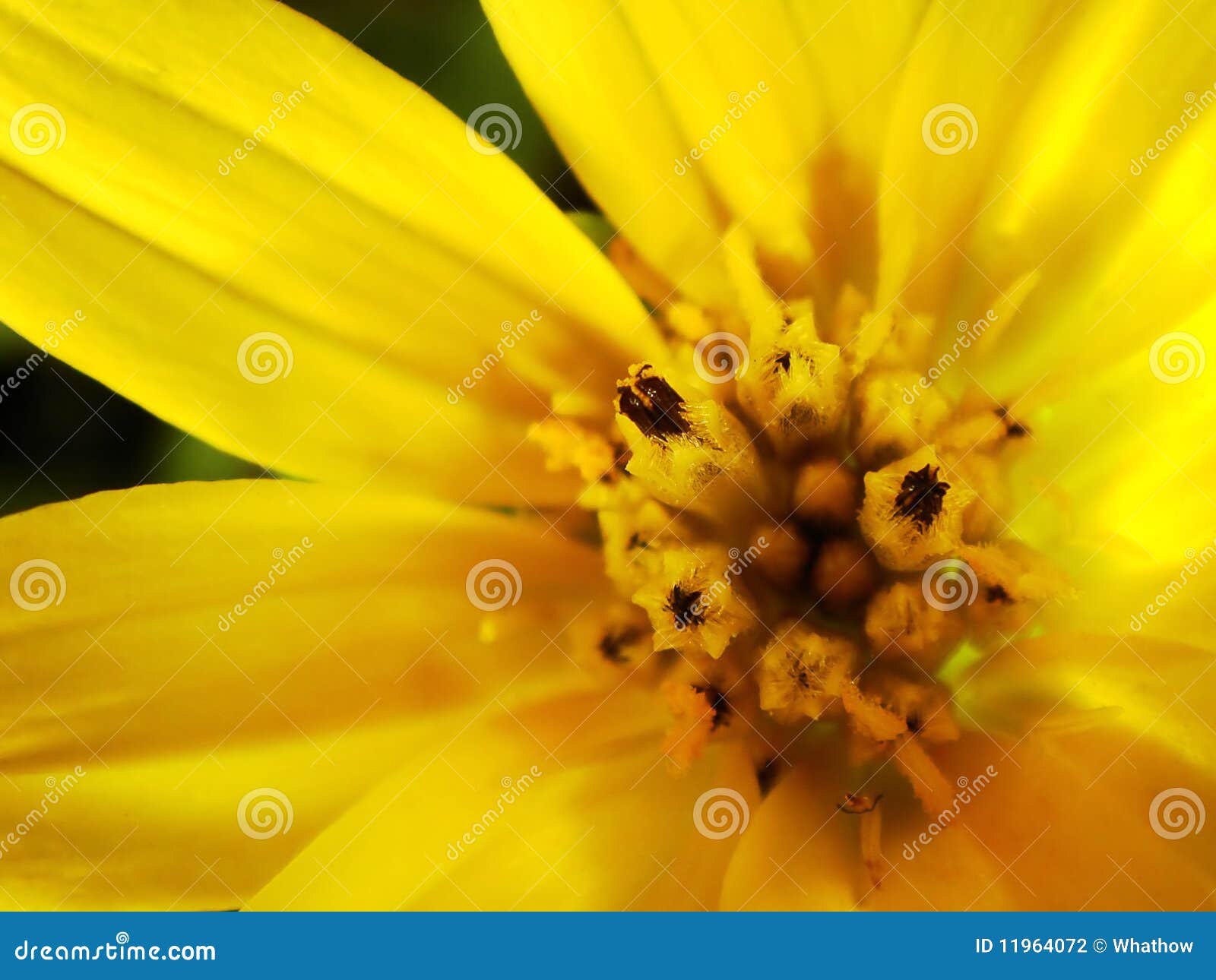 Yellow Daisy Flower Macro Close Up Stock Photo - Image of flower, alone ...